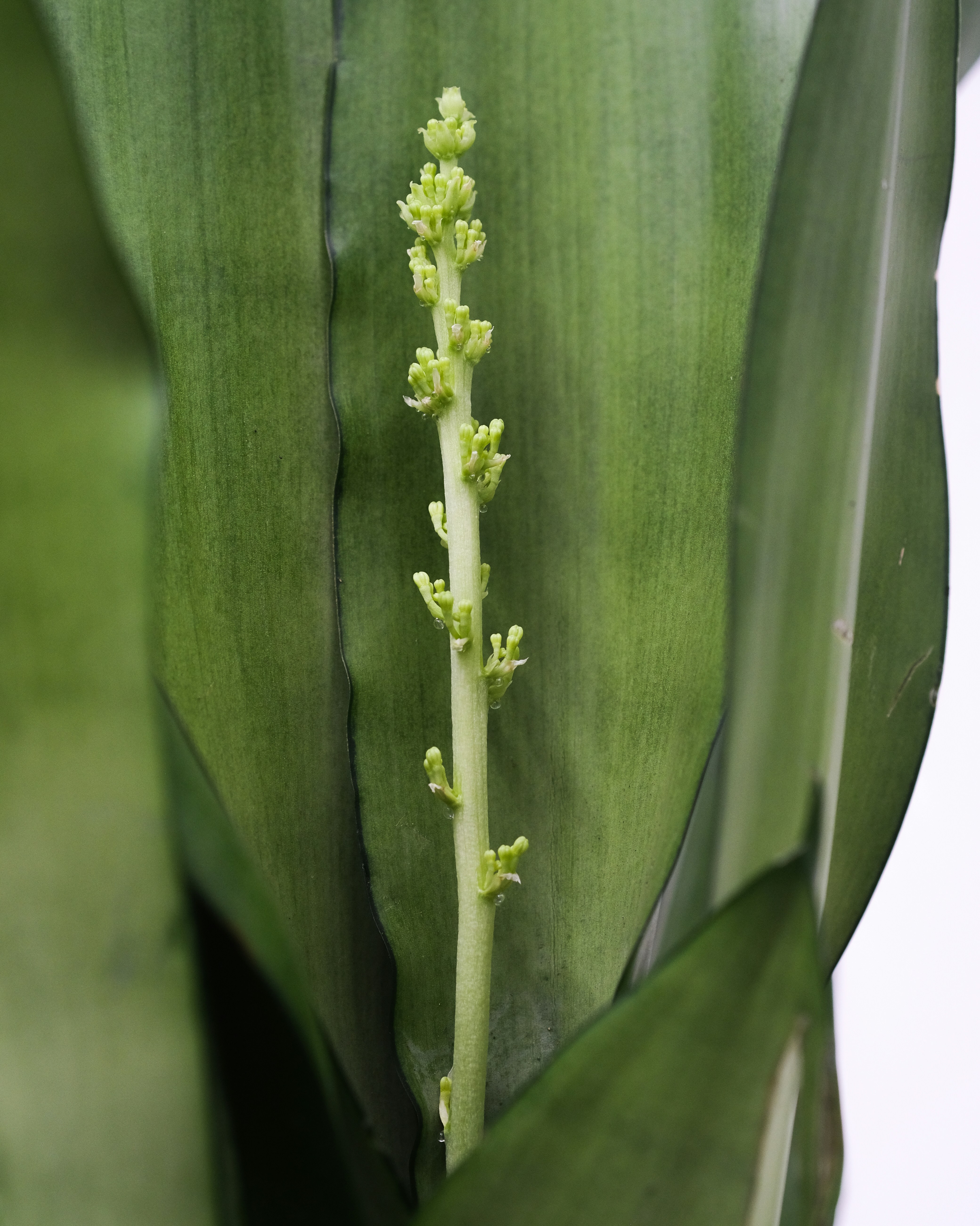 Verdant Spire: Macro Close-Up of a Budding Stem Between Broad Leaves