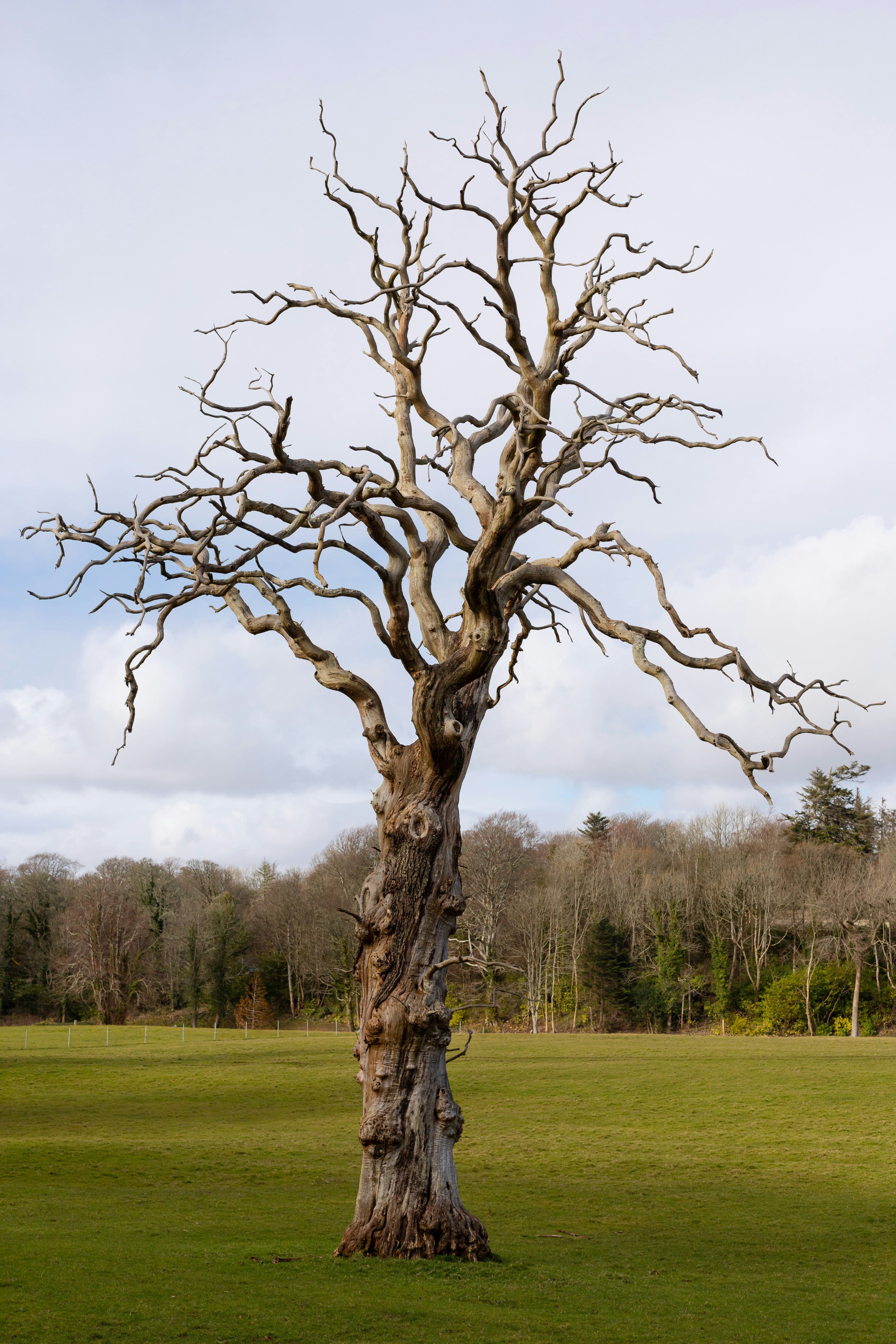 Lone Branches: A Weathered Sentinel in a Quiet Field