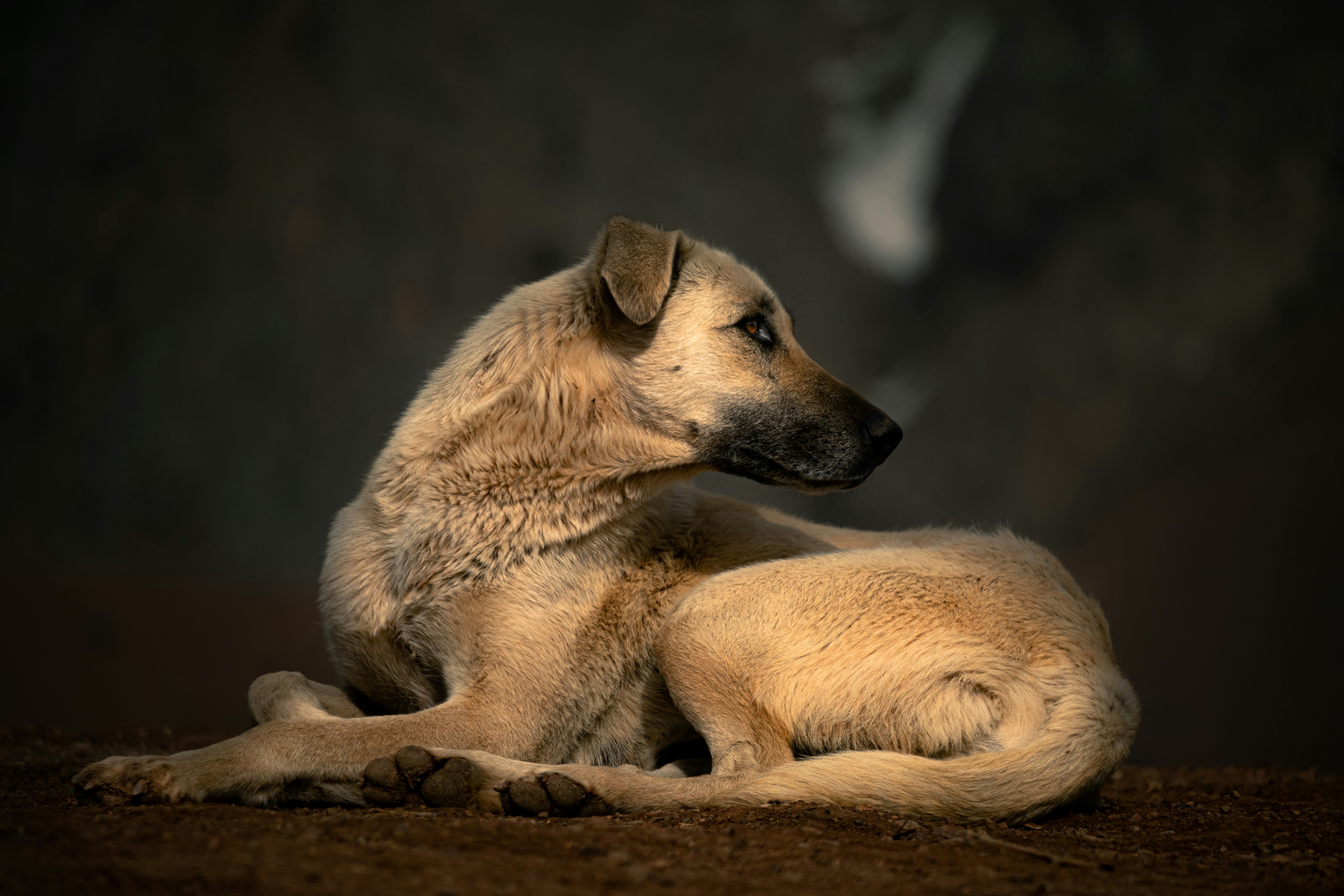 Amber Recline in Shadow: A Hound Resting on Earth