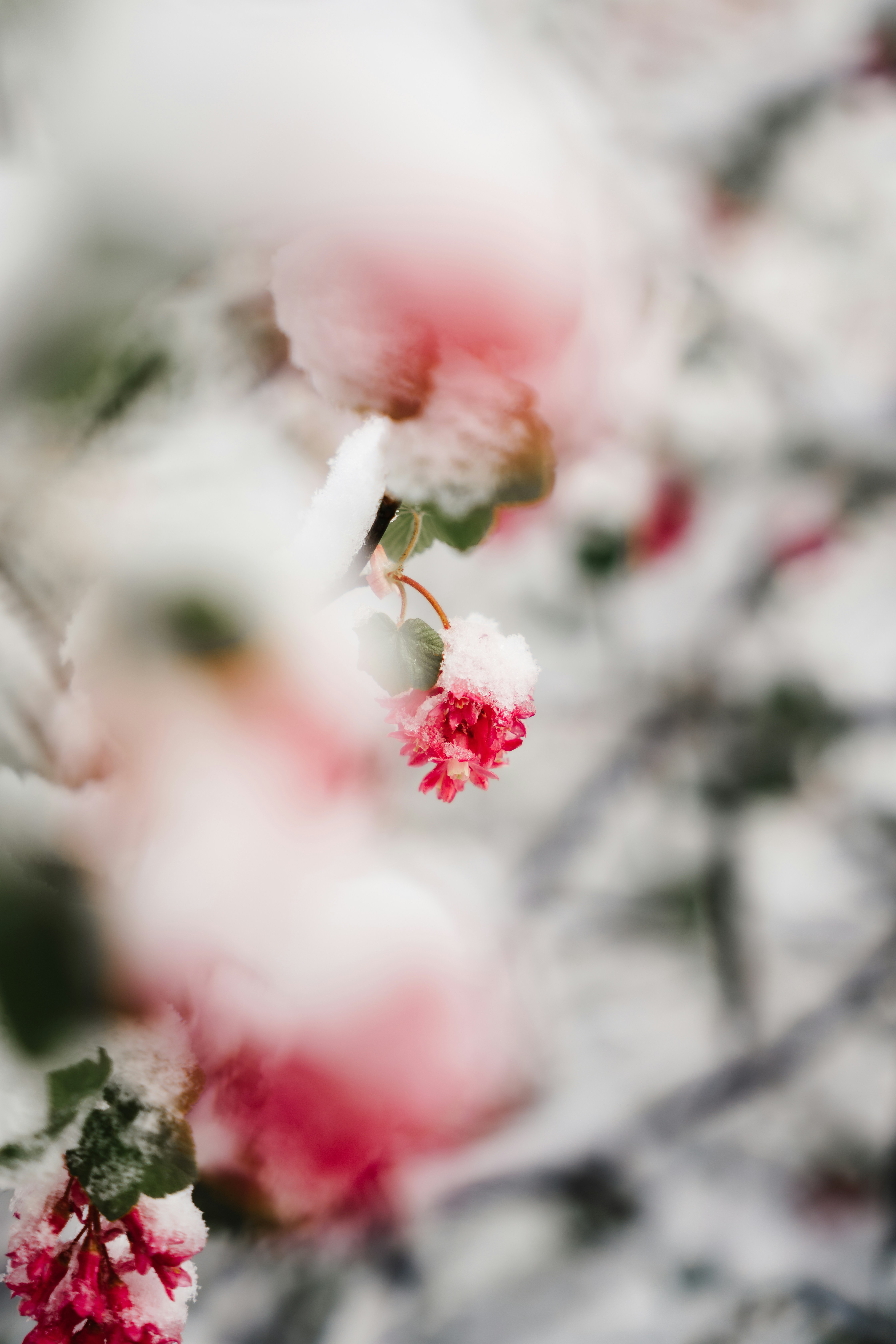 Snow-kissed Camellia in Winter Bokeh