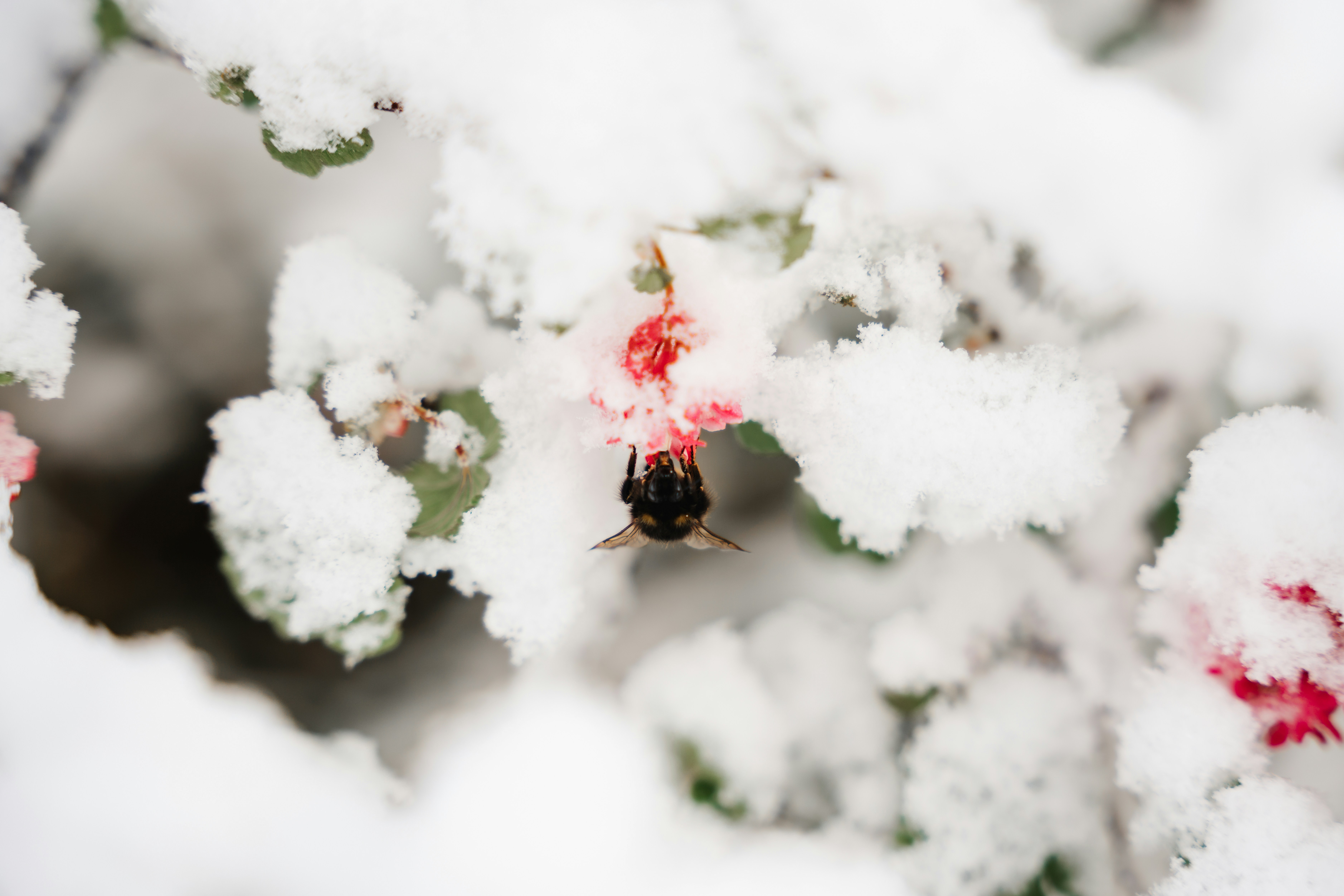 Snowbound Bee: A Tiny Villain Clings to a Snow-Capped Bloom