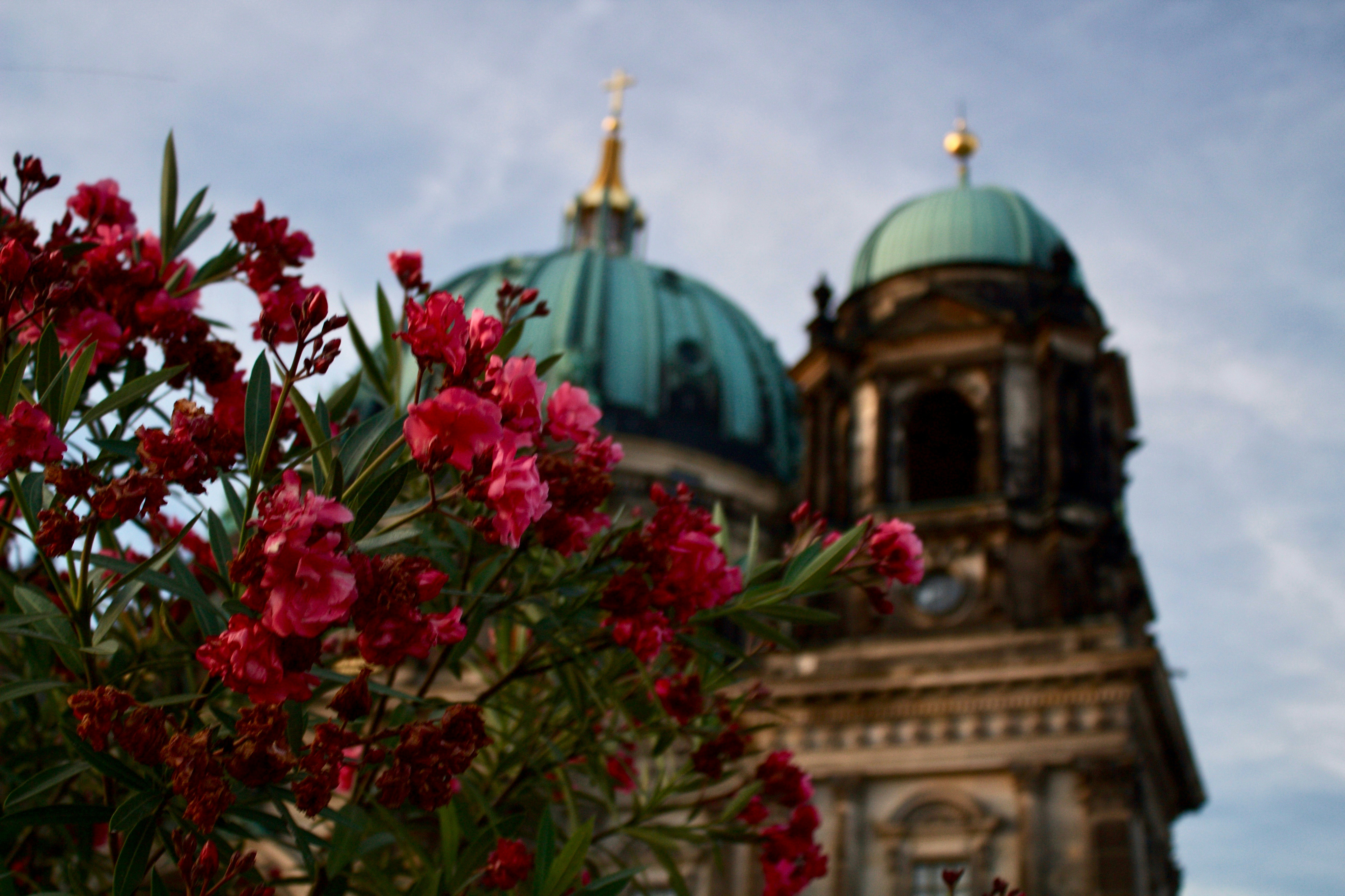 Crimson Blooms Framing a Dome-Backed Cityscape