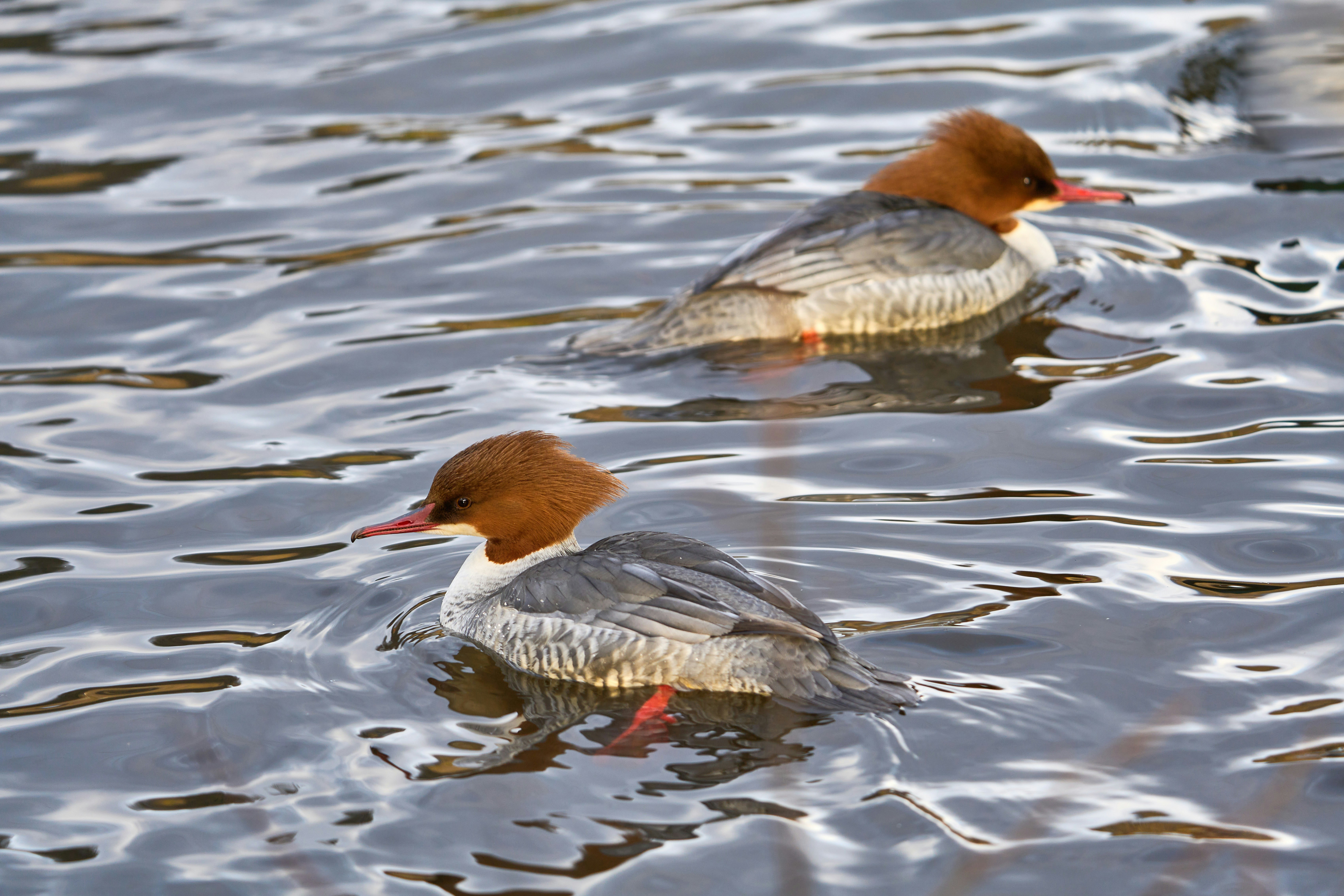 A couple of birds floating on top of a body of water photo – Free ...