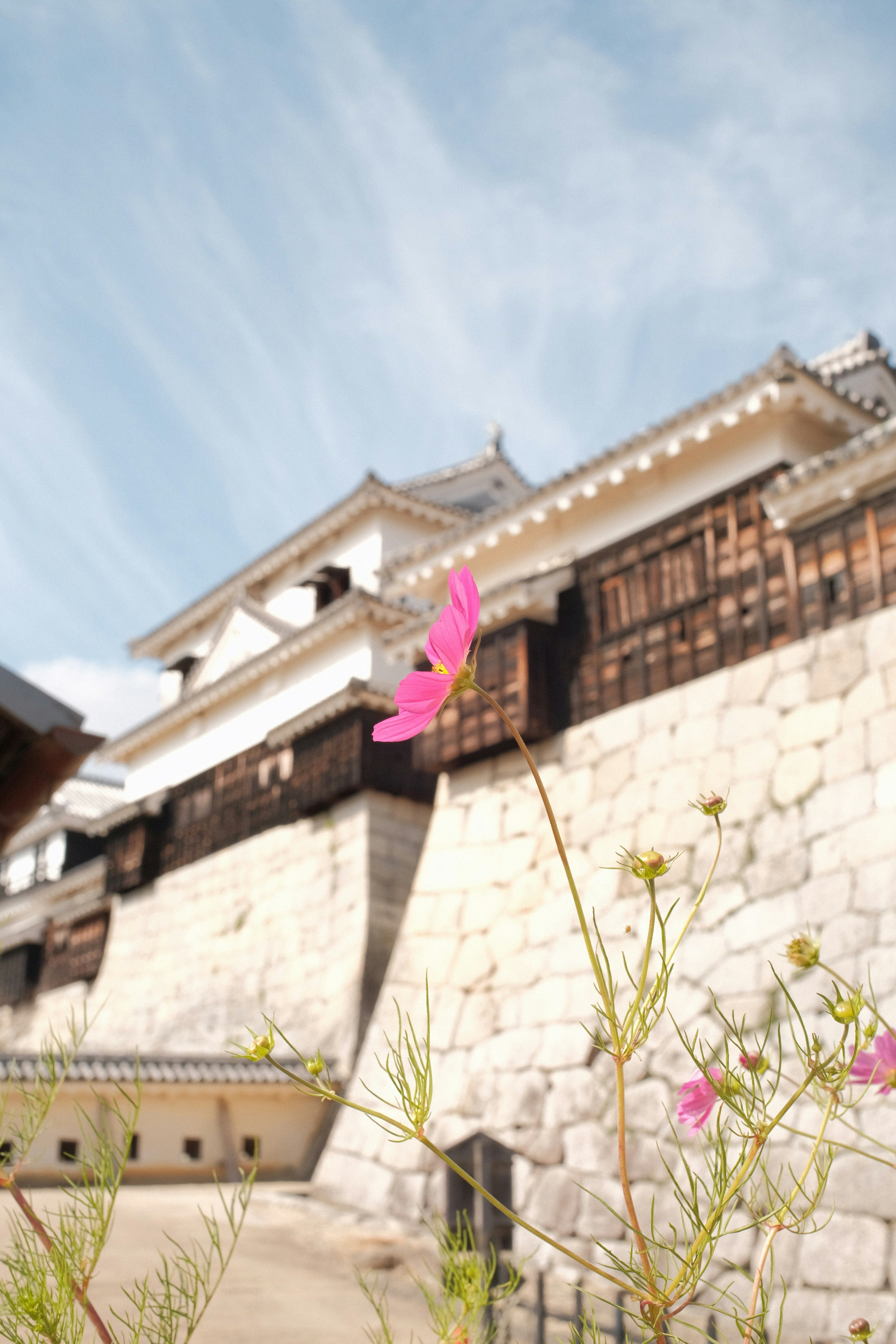 Pink Wildflower Framed by Aged Fortress