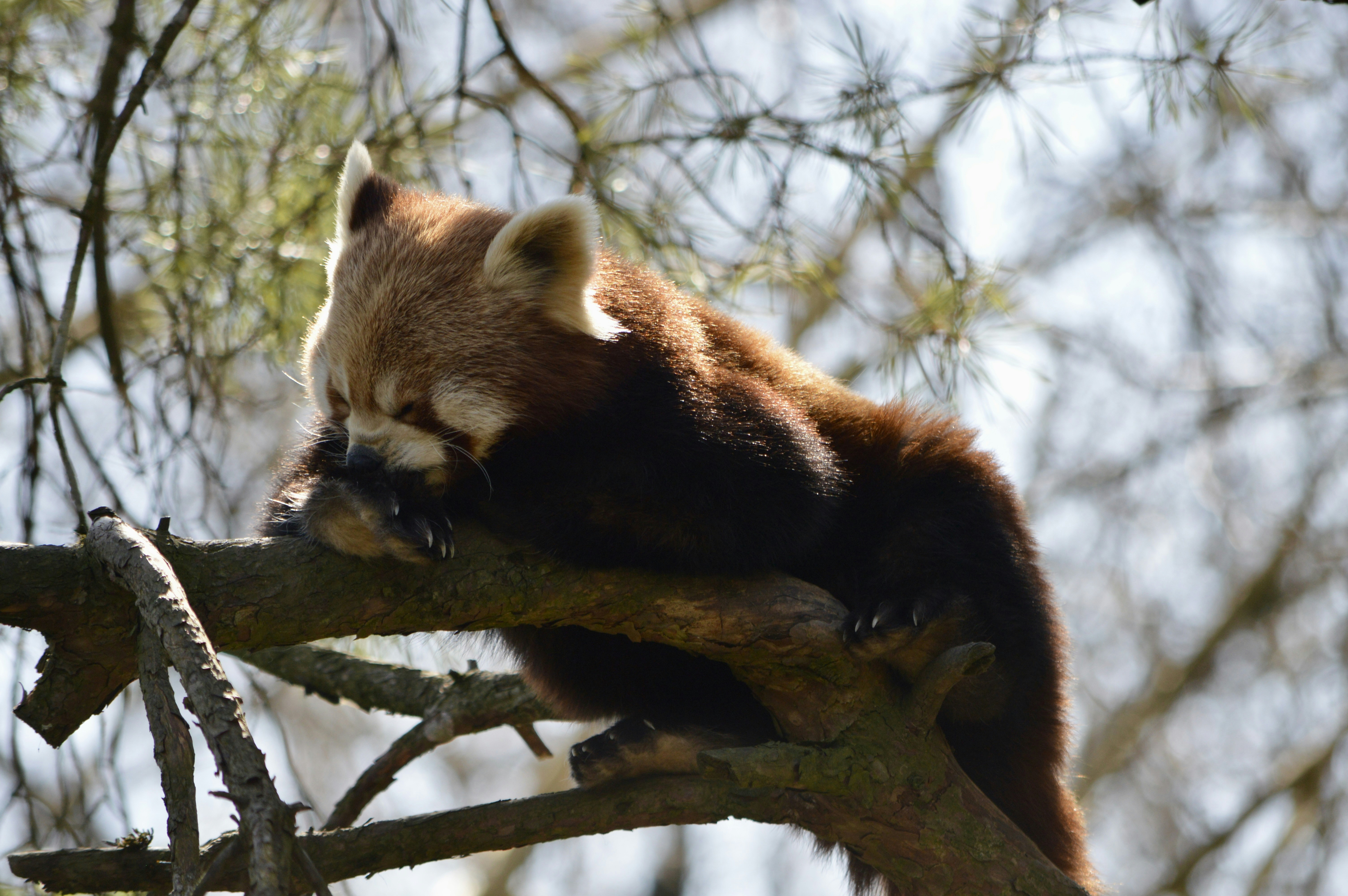 Red Panda on a Weathered Branch: Quiet Moment in Dappled Light