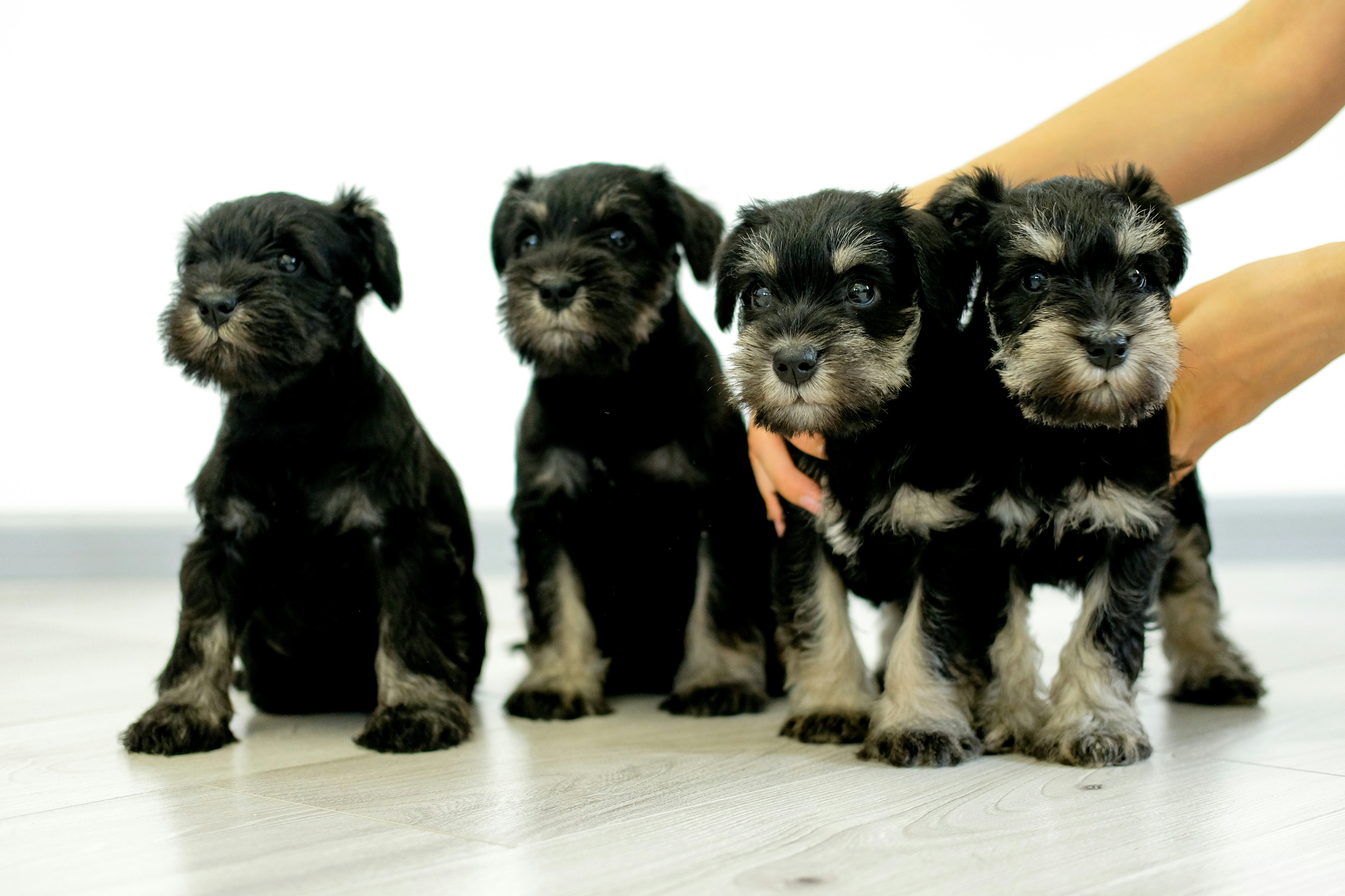 A group of small dogs sitting next to each other photo – Free Canine ...
