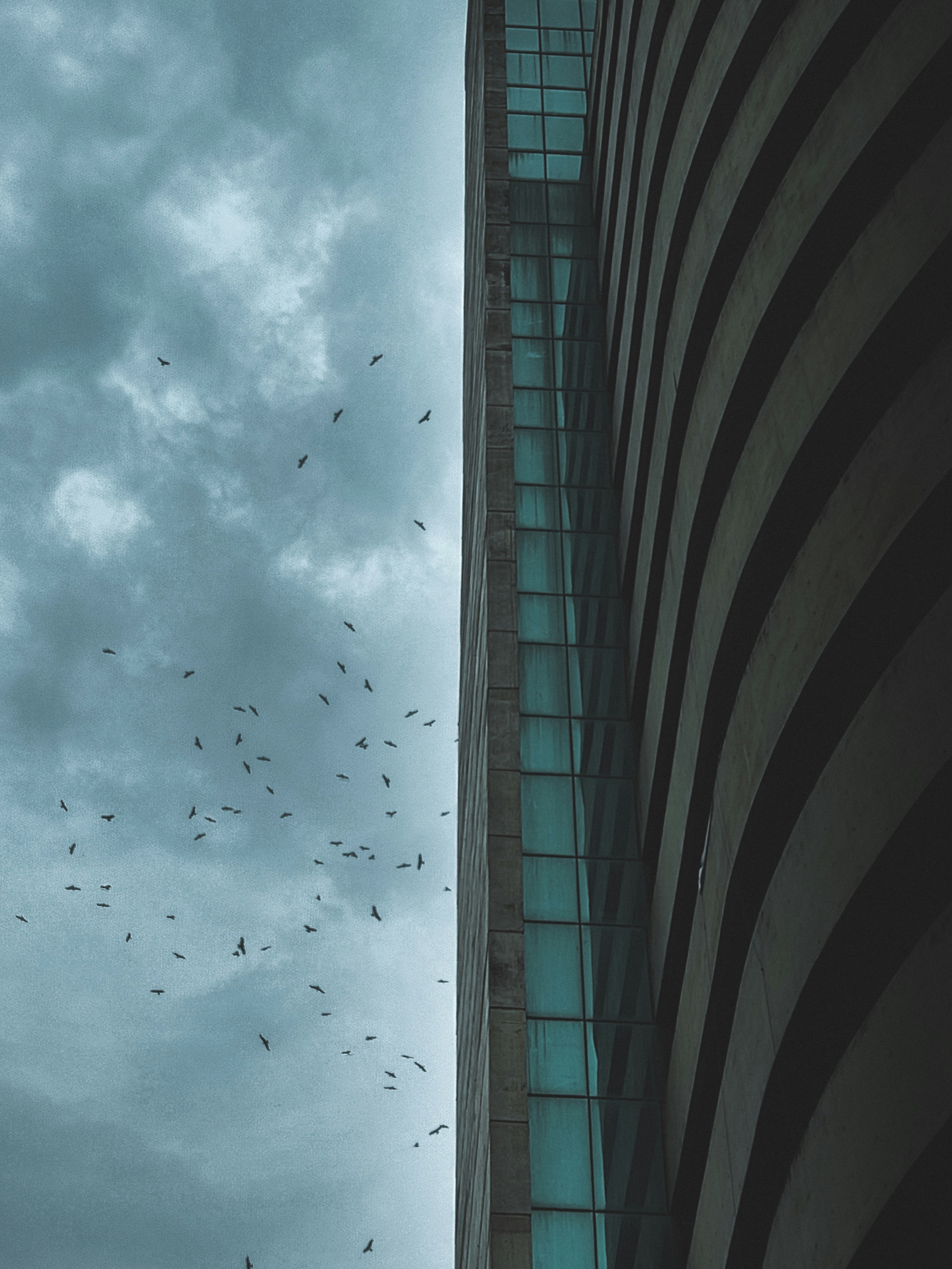 Tall, curved concrete facade with glass windows dominates the right side as a flock of small birds passes the moody blue sky.