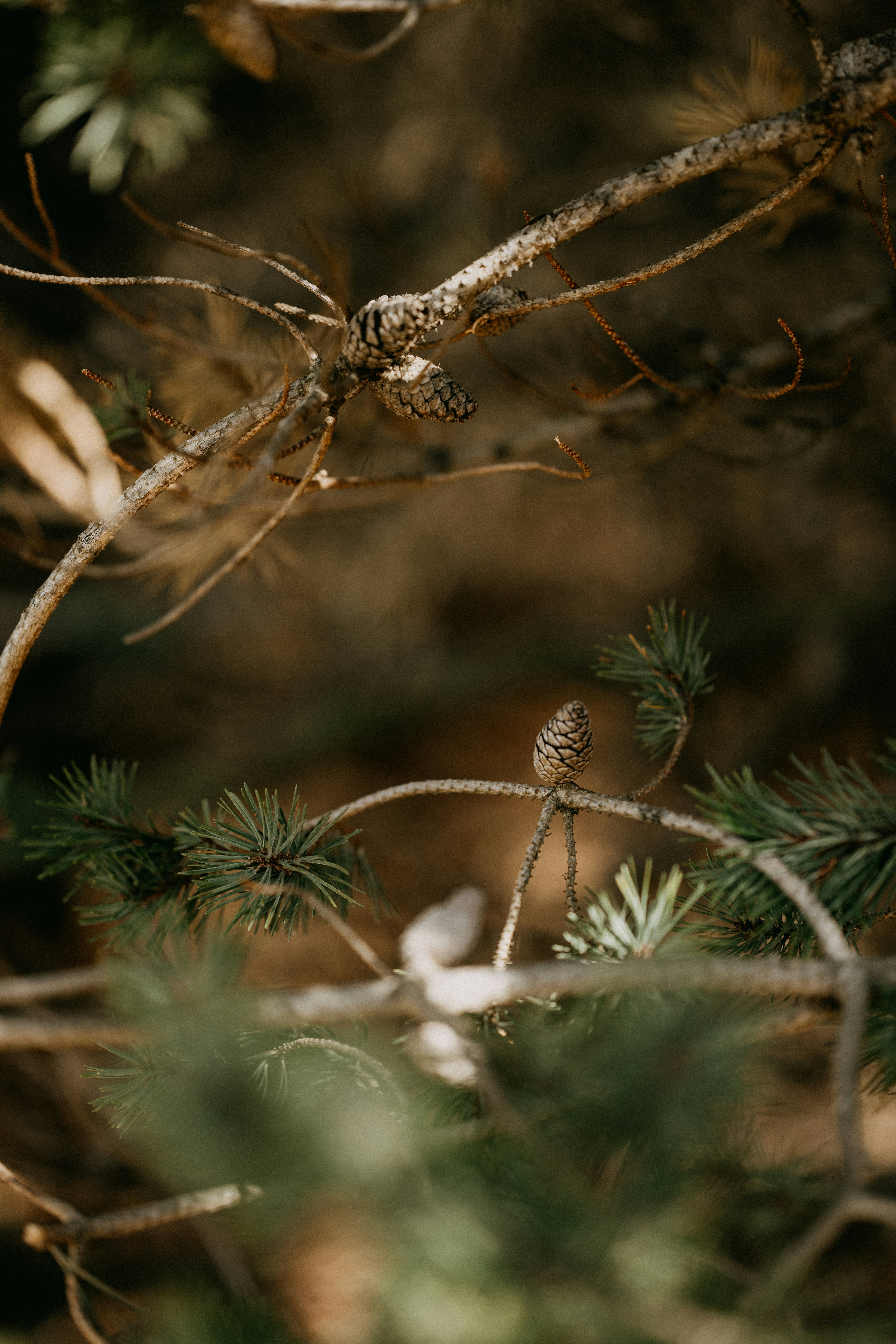 a pine cone on a branch of a pine tree