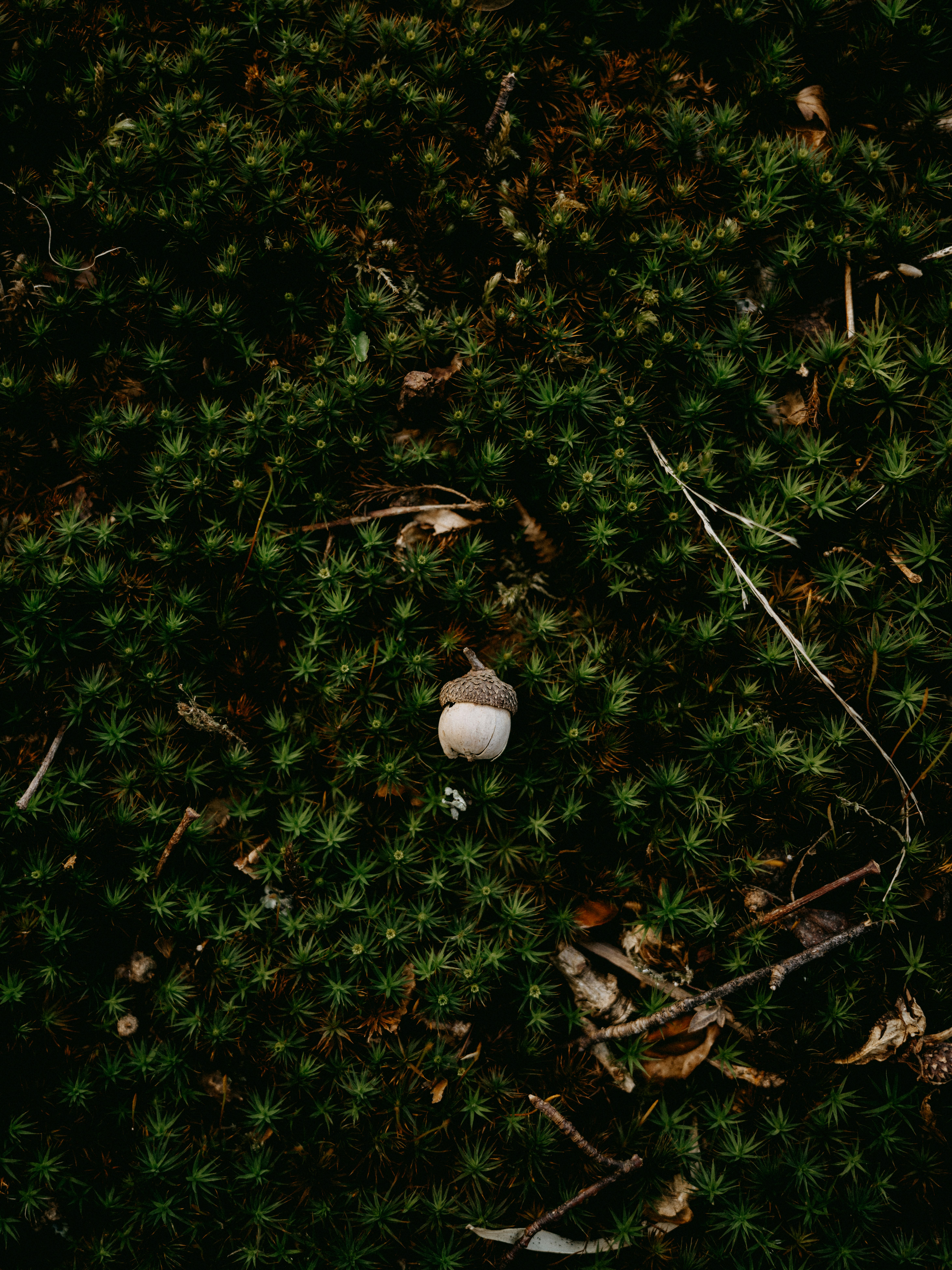A solitary mushroom nestled among vibrant green moss and fallen leaves in a forest setting.