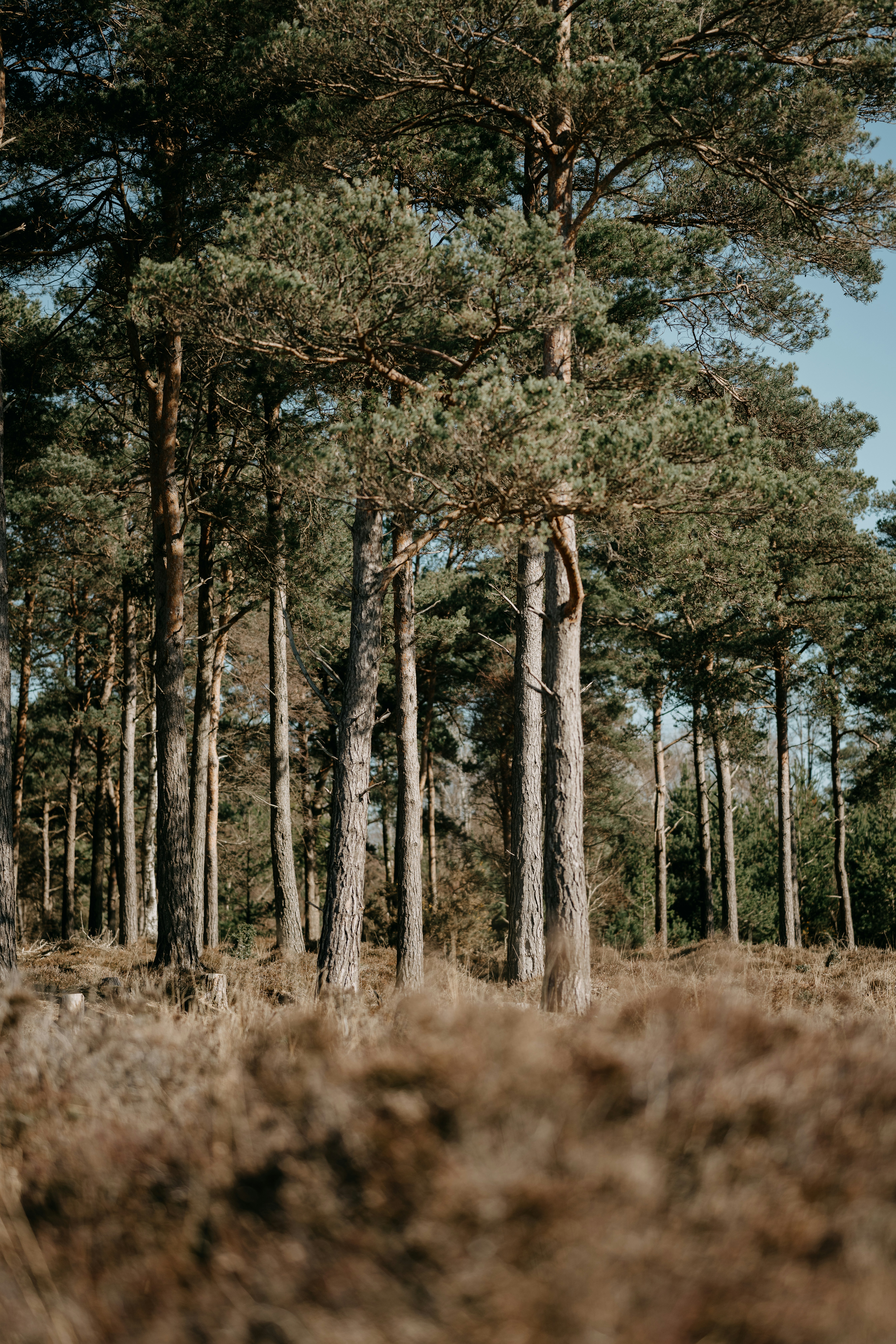 A forest filled with lots of tall pine trees photo – Free Tree Image on ...