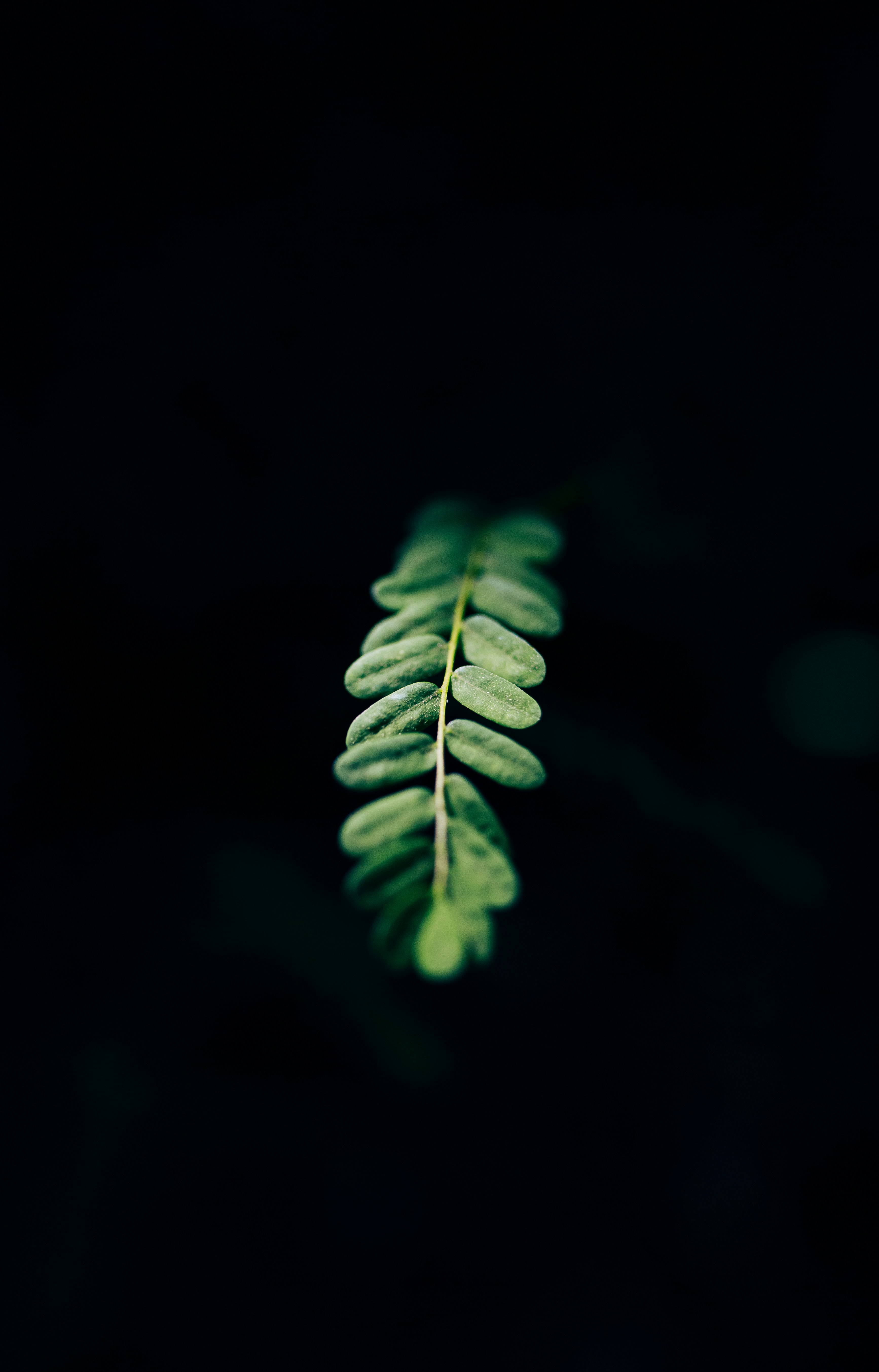 A delicate green fern leaf stands out against a dark background, highlighting its intricate structure and vibrant hue.