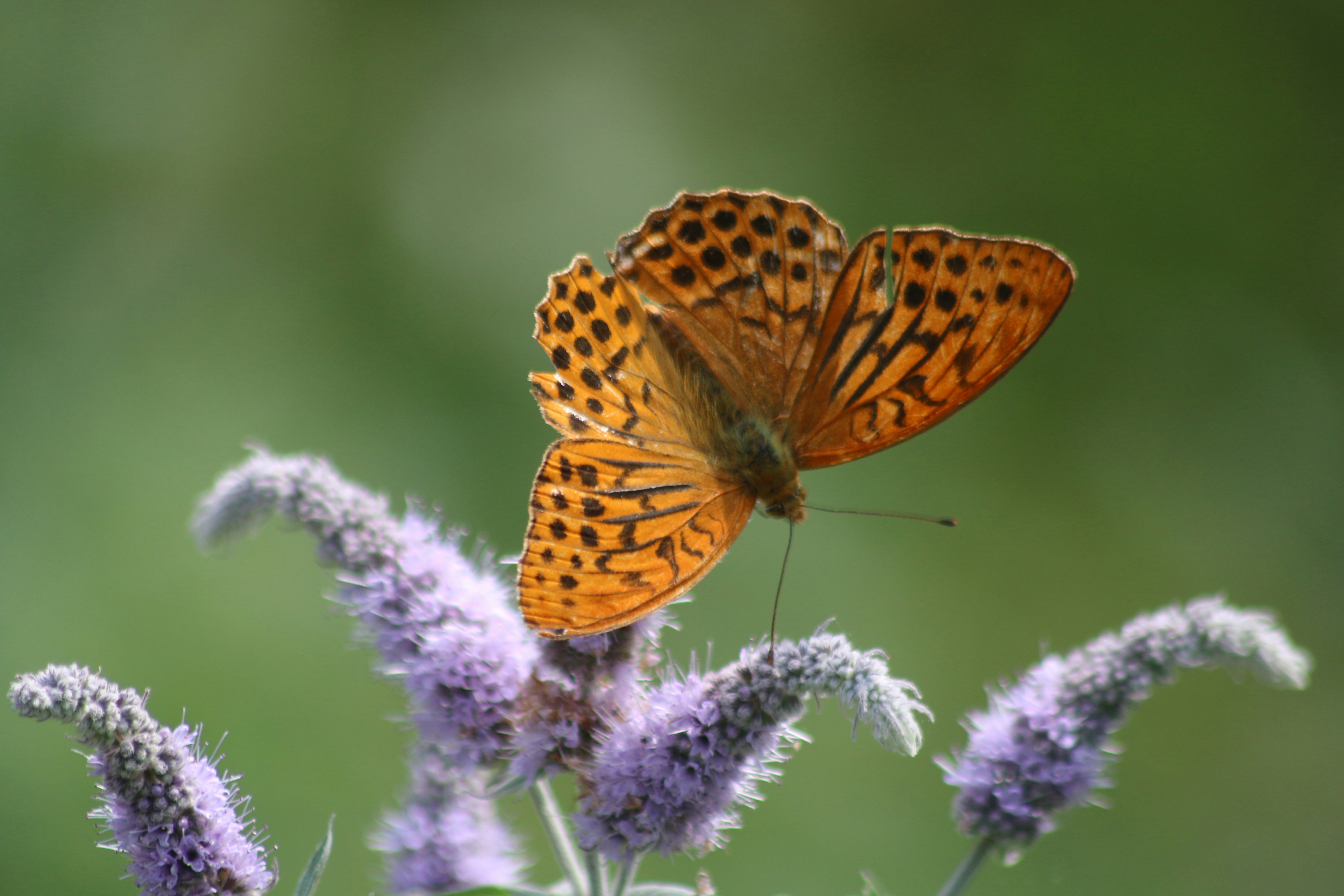 A vibrant orange butterfly perched on lavender flowers, showcasing intricate wing patterns against a soft, blurred background.