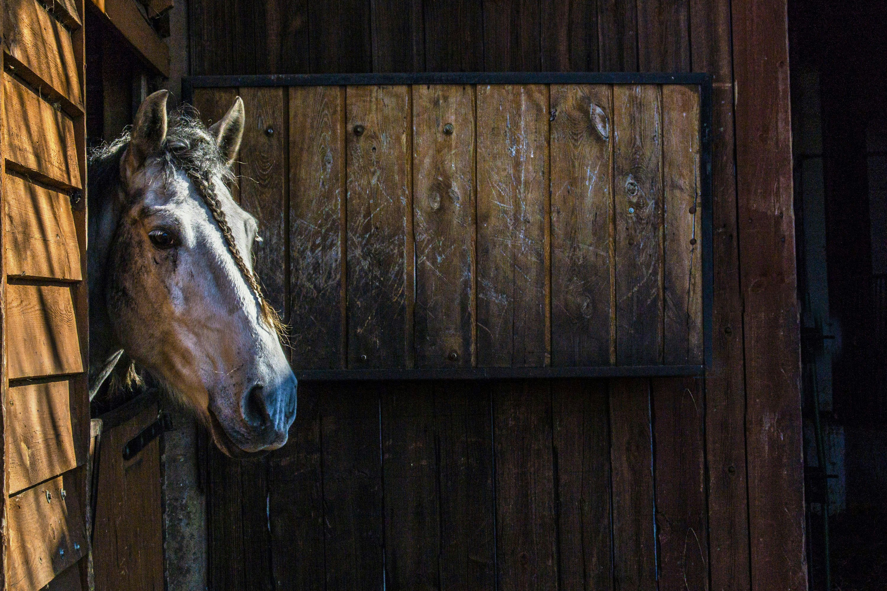 A horse peers from a weathered stable, its head framed by wooden slats in warm, dim light. This candid barn photograph captures a quiet, intimate moment.