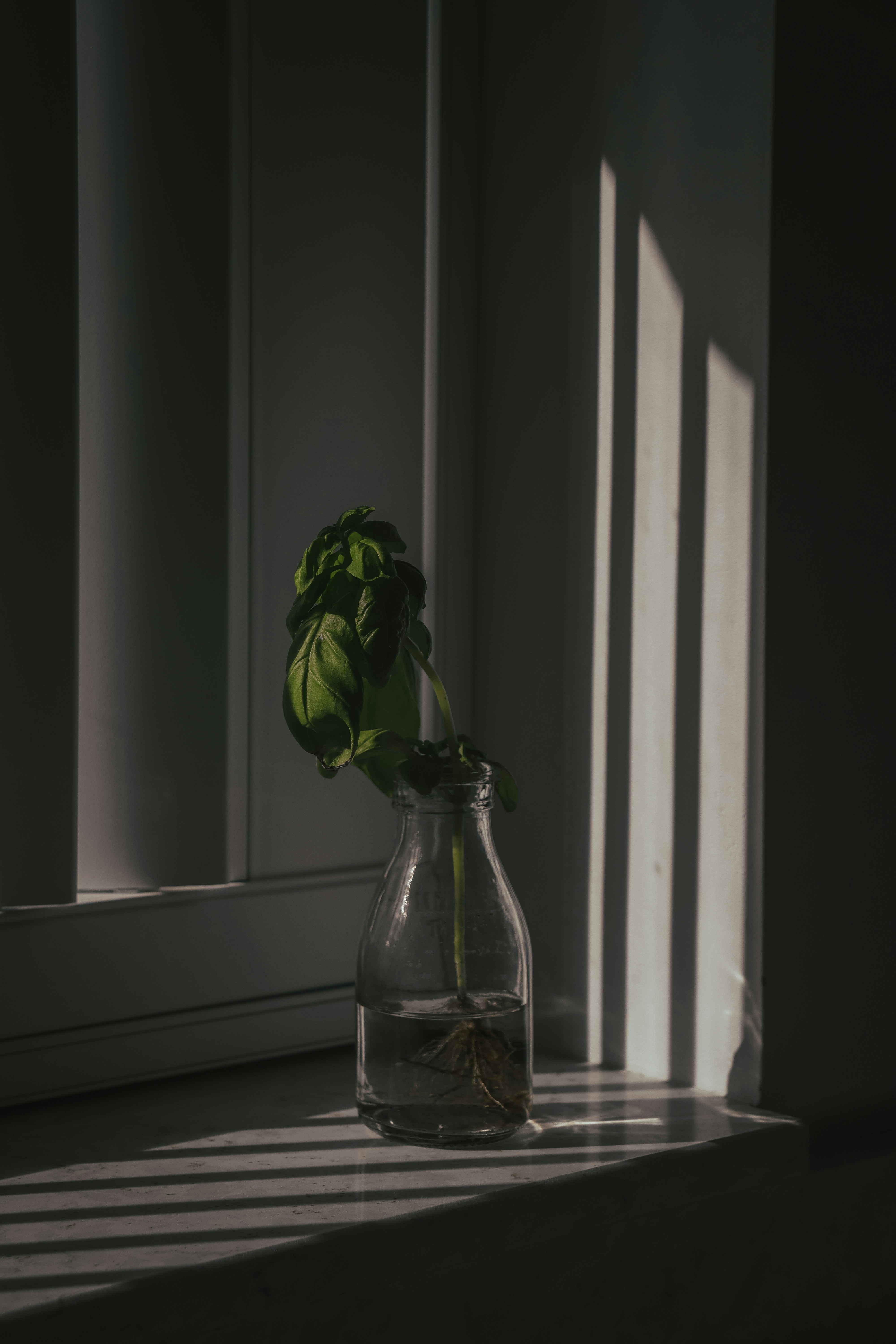 Leaf in Sunlit Glass: A Window-Side Still Life