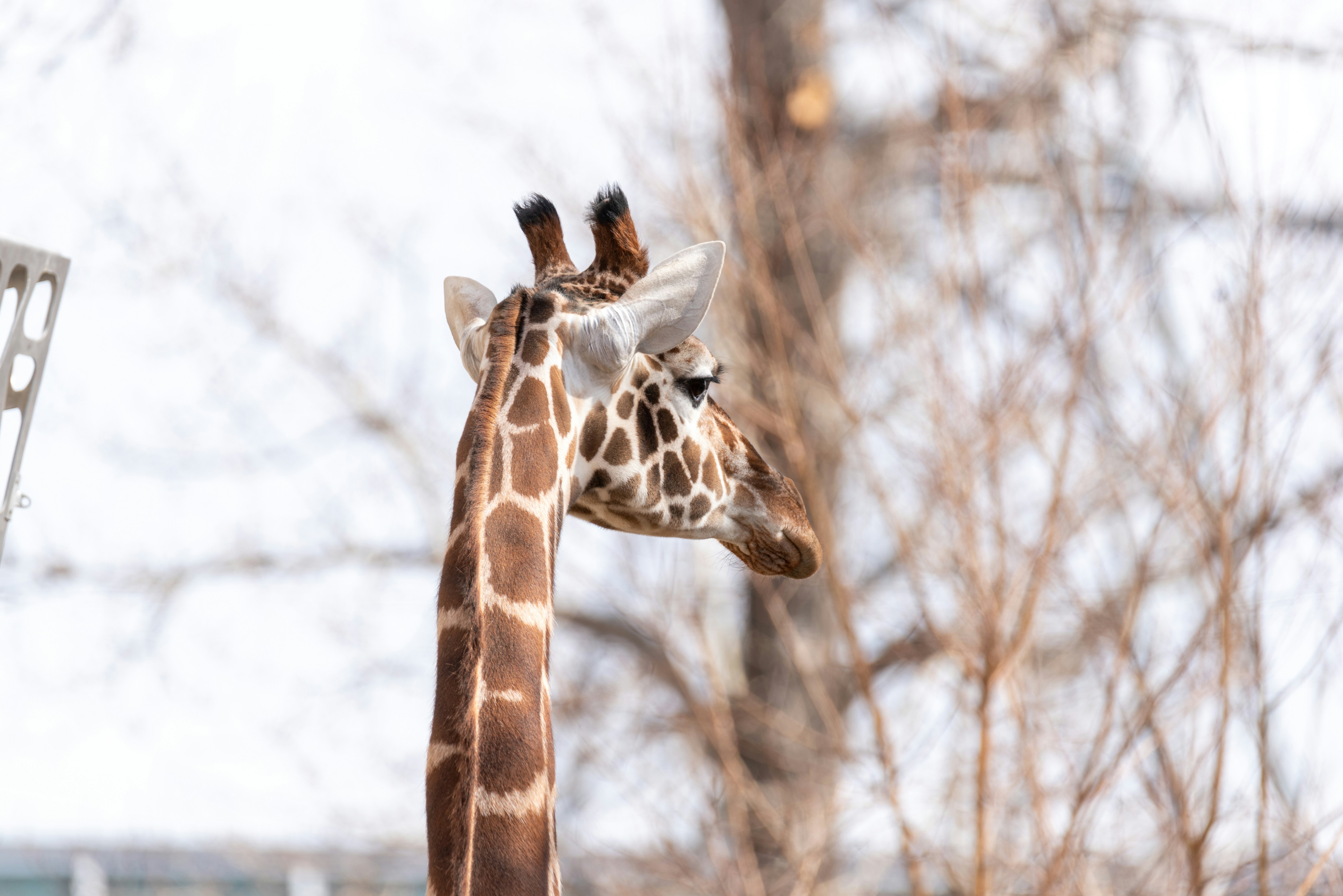 Two Giraffes in Quiet Greet at Dusk