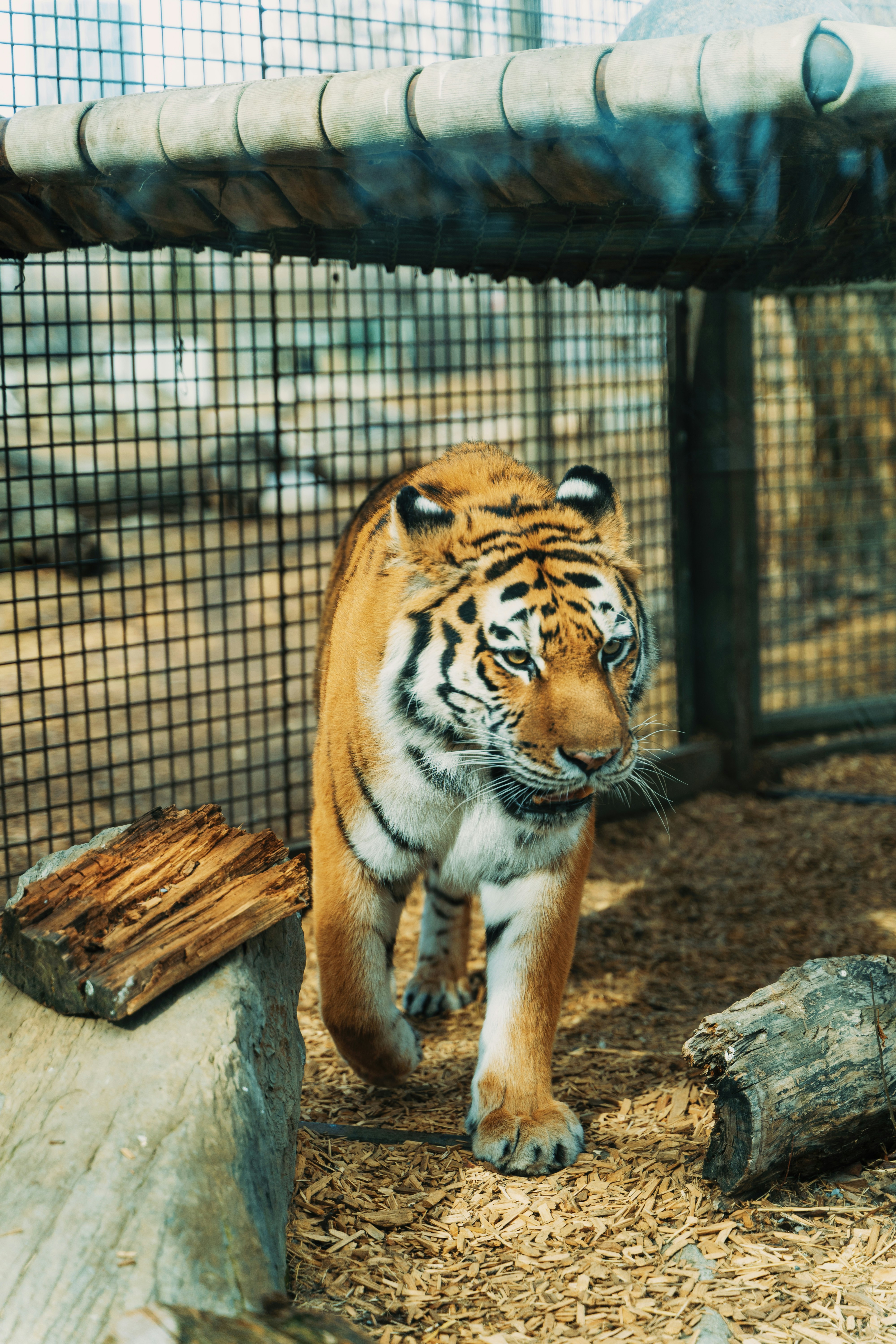 A tiger walking around in a cage at a zoo photo – Free Tiger Image on ...