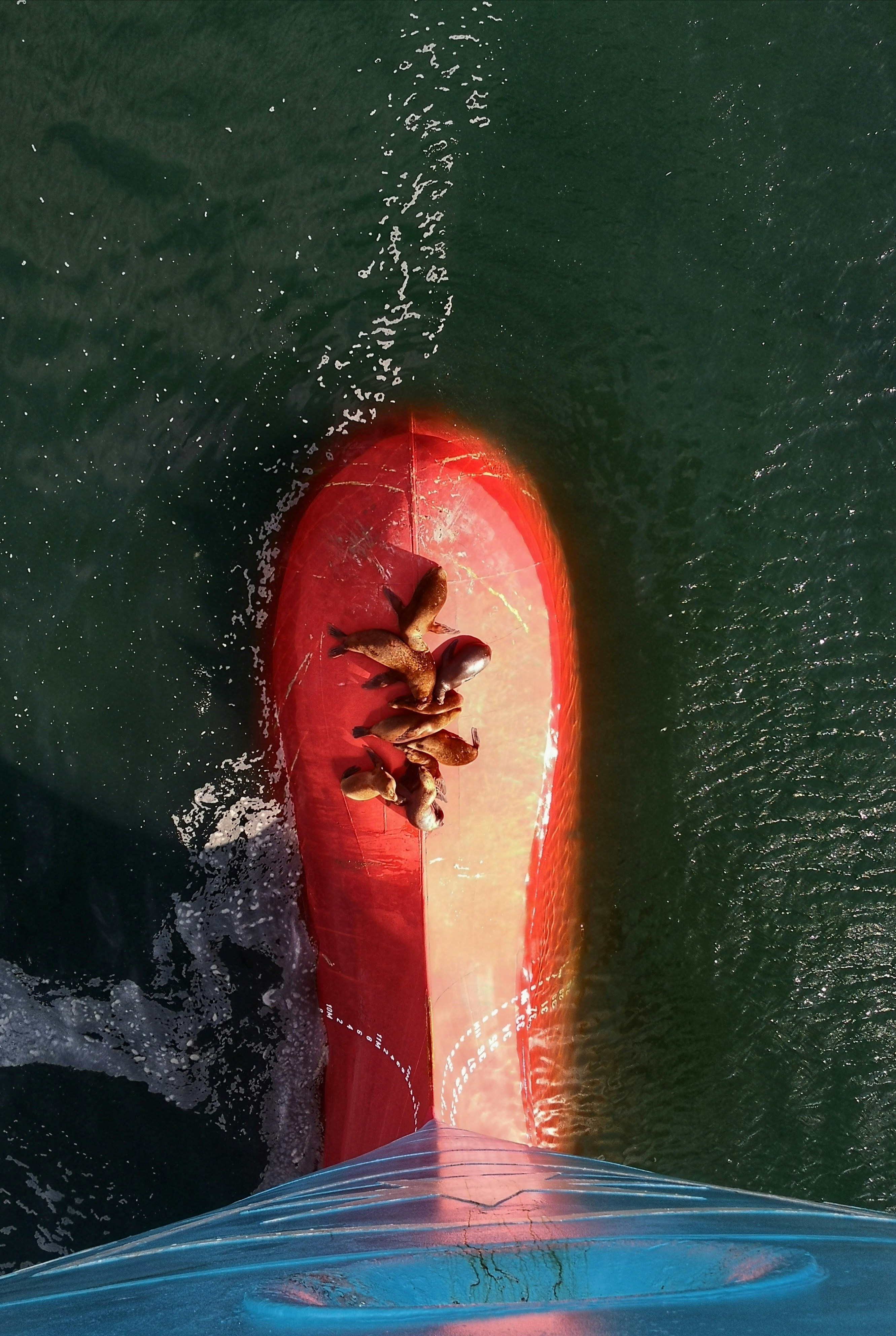 A group of sea lions lounging atop the bright red bow of a boat, surrounded by shimmering water. The scene captures a moment of tranquility in a bustling marine environment.