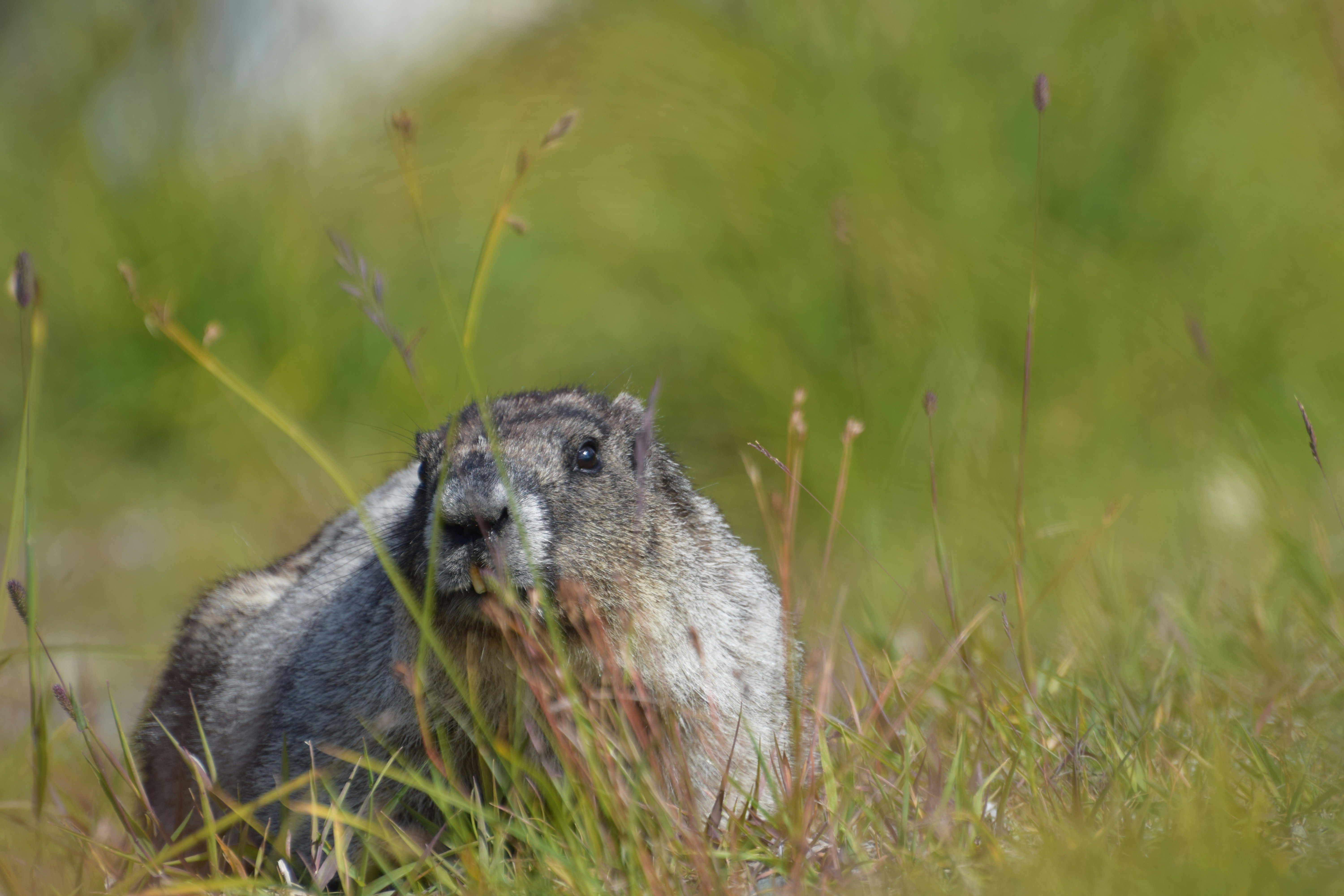 A groundhog in a field of tall grass photo – Free Rodent Image on Unsplash