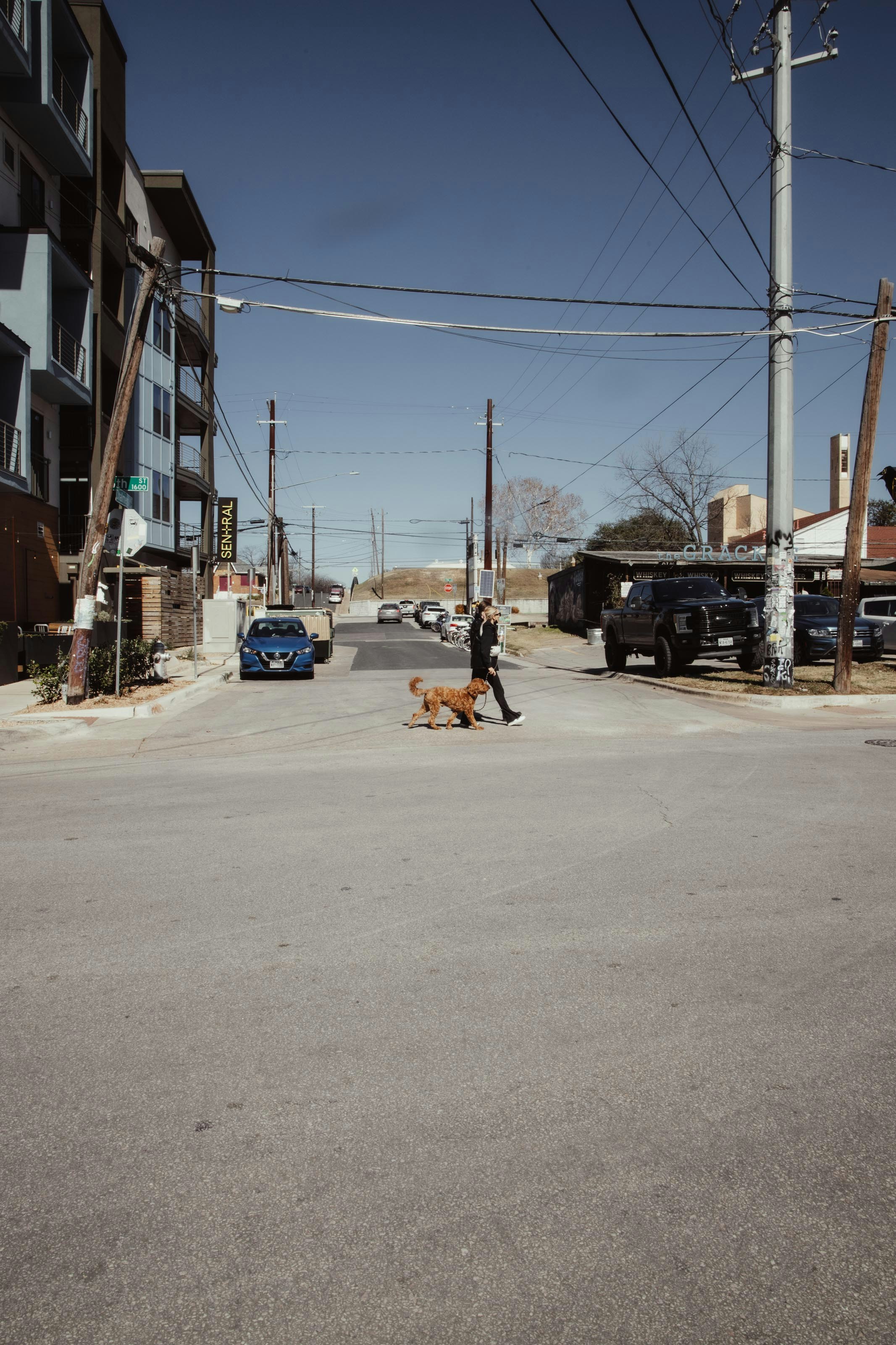 Crosswalk Moment: Golden Retriever and Pedestrian in a Quiet Urban Street