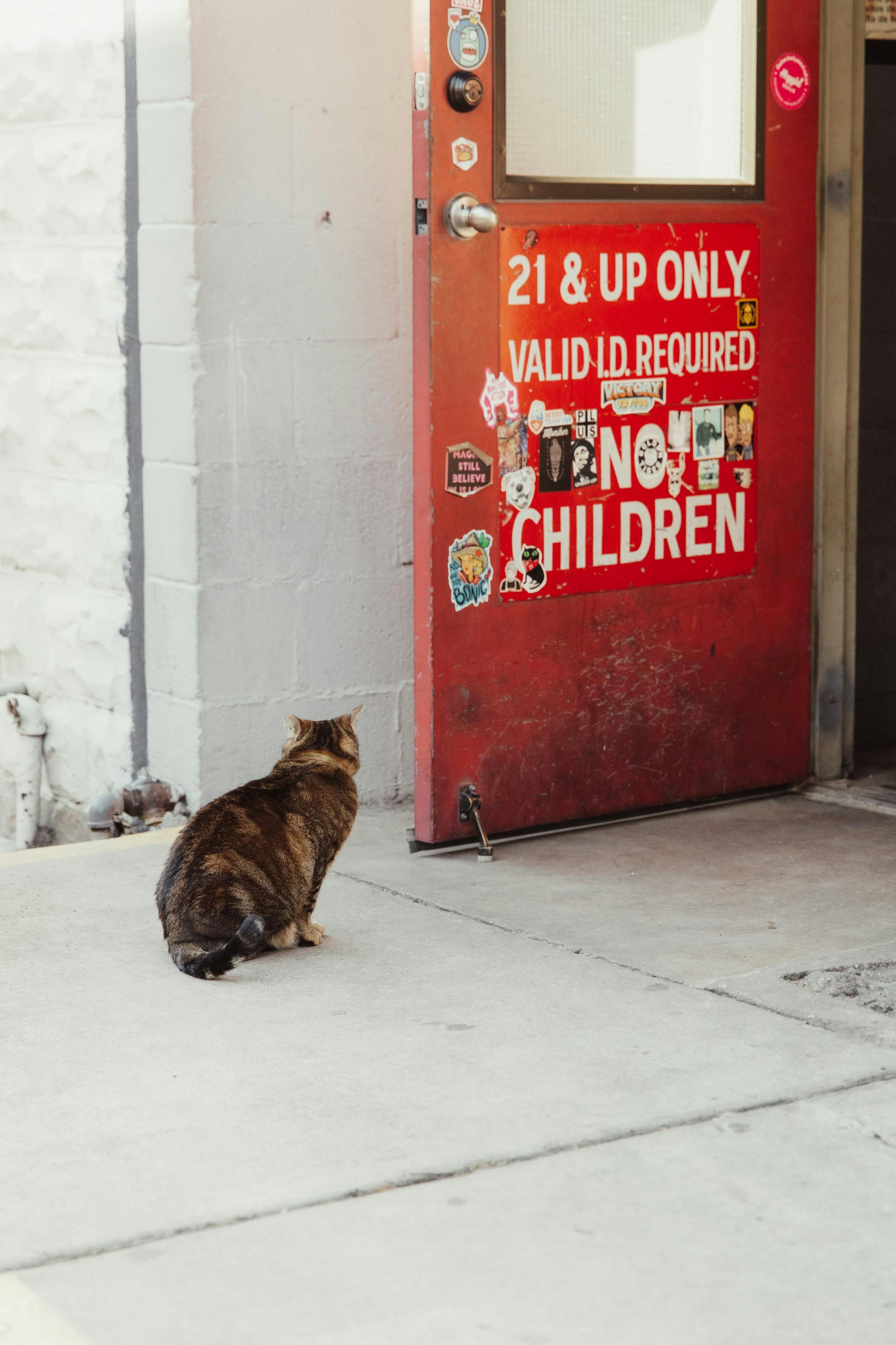 A tabby cat sits quietly in front of a vibrant red door adorned with various stickers and a sign stating '21 & UP ONLY'.