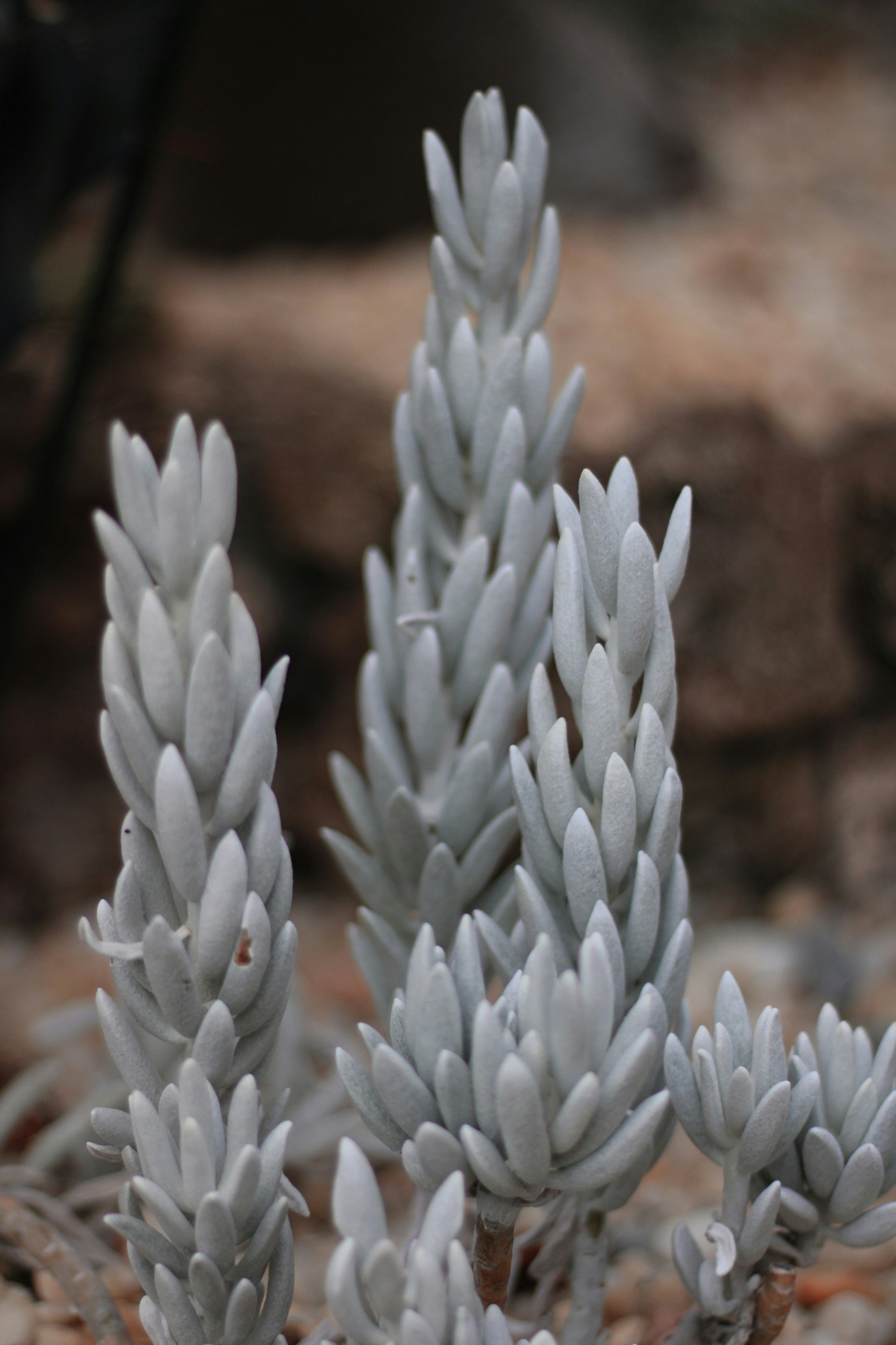 A close up of a small white plant photo – Free Grey Image on Unsplash