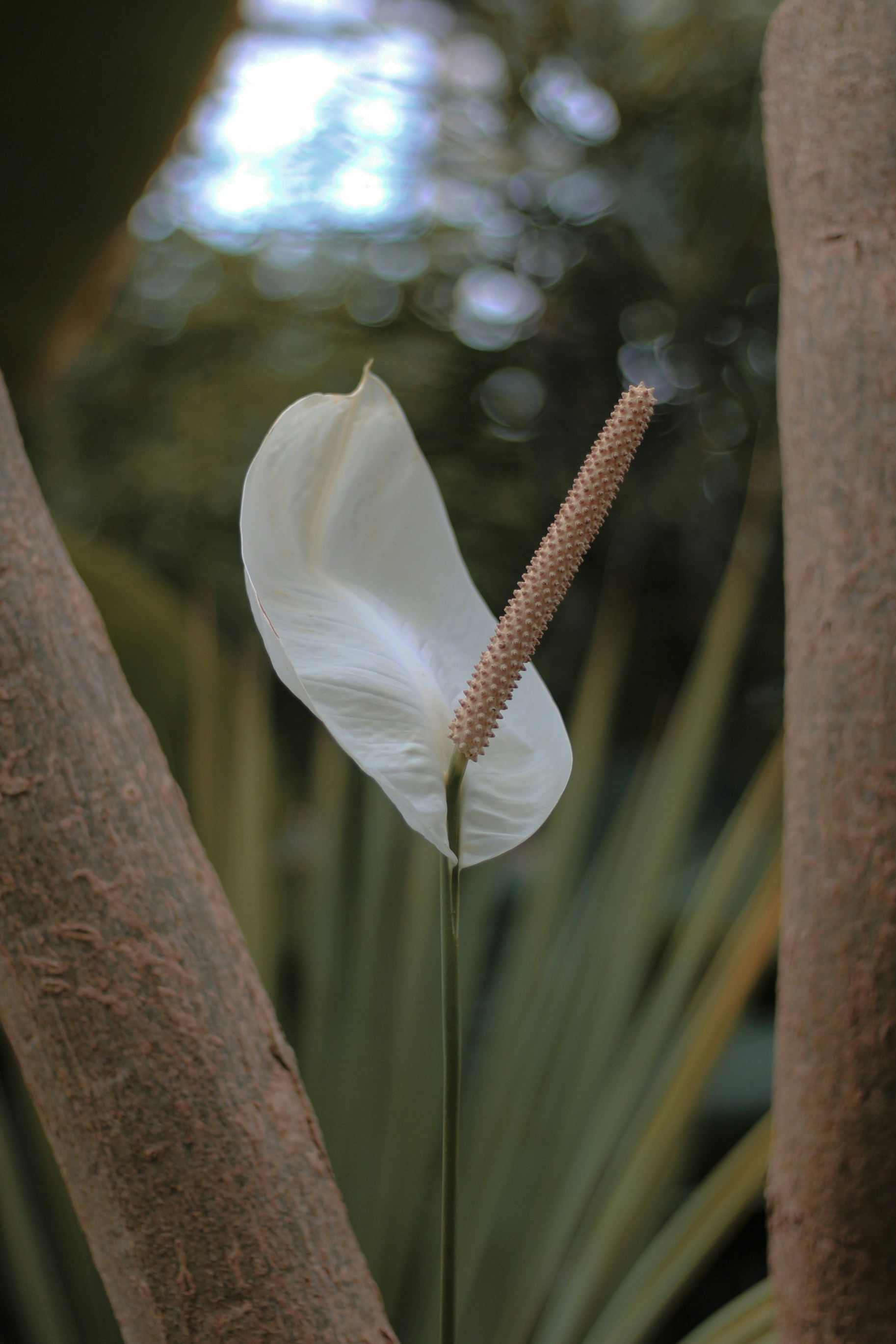 a white flower that is sitting in a tree