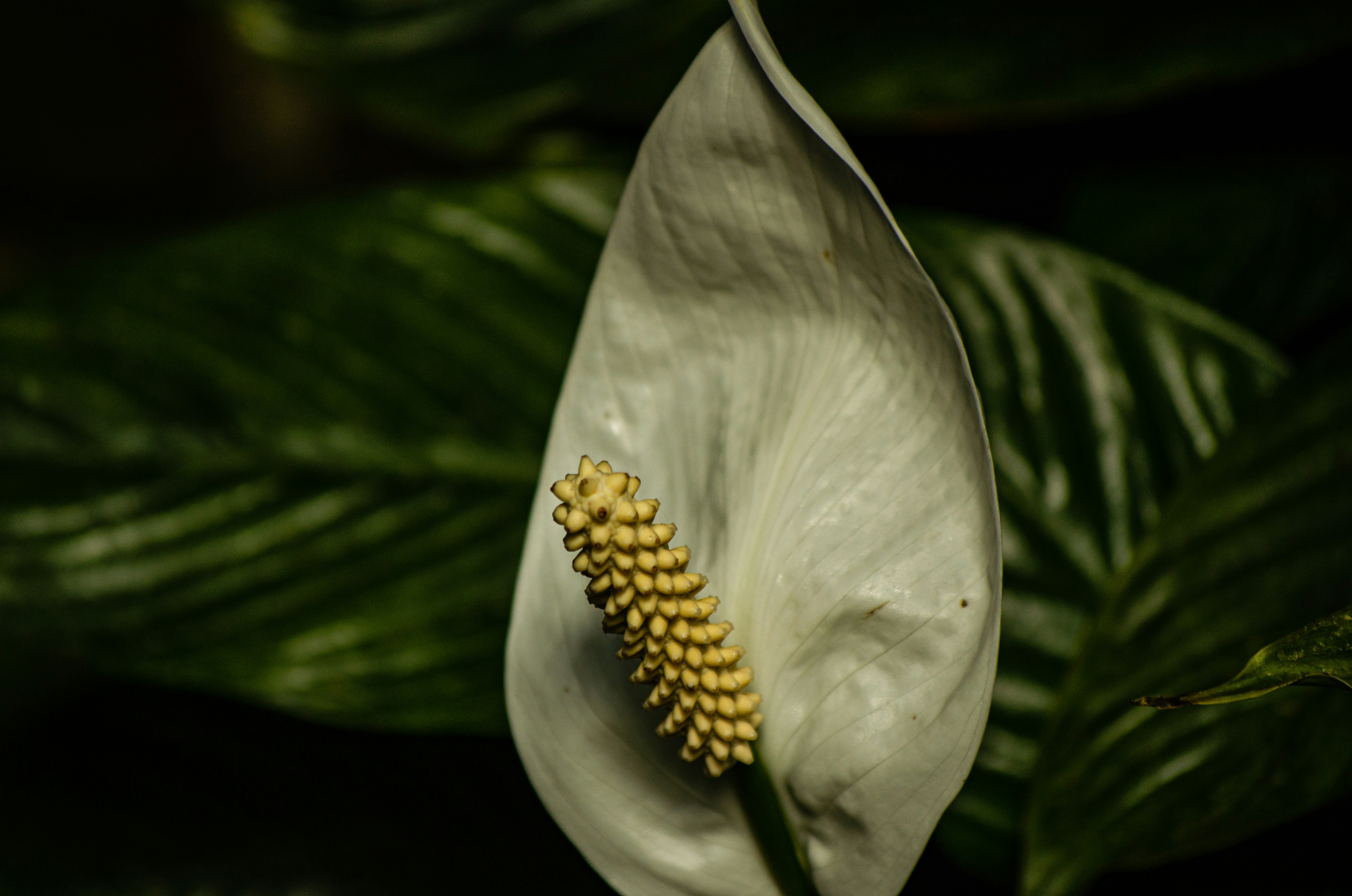 White Spathe, Golden Spadix: A Quiet Portrait in Velvet Green