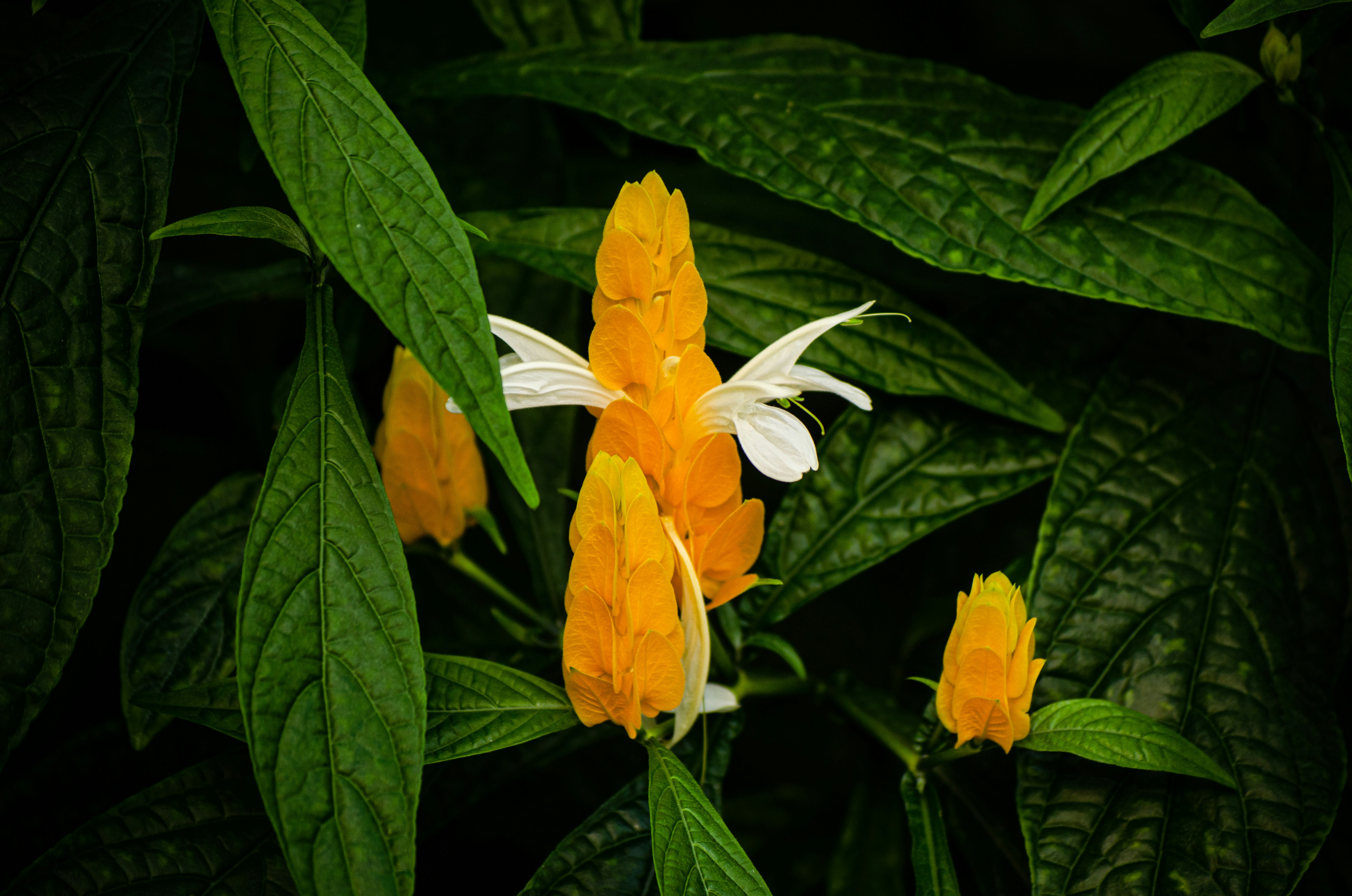 a group of yellow and white flowers with green leaves