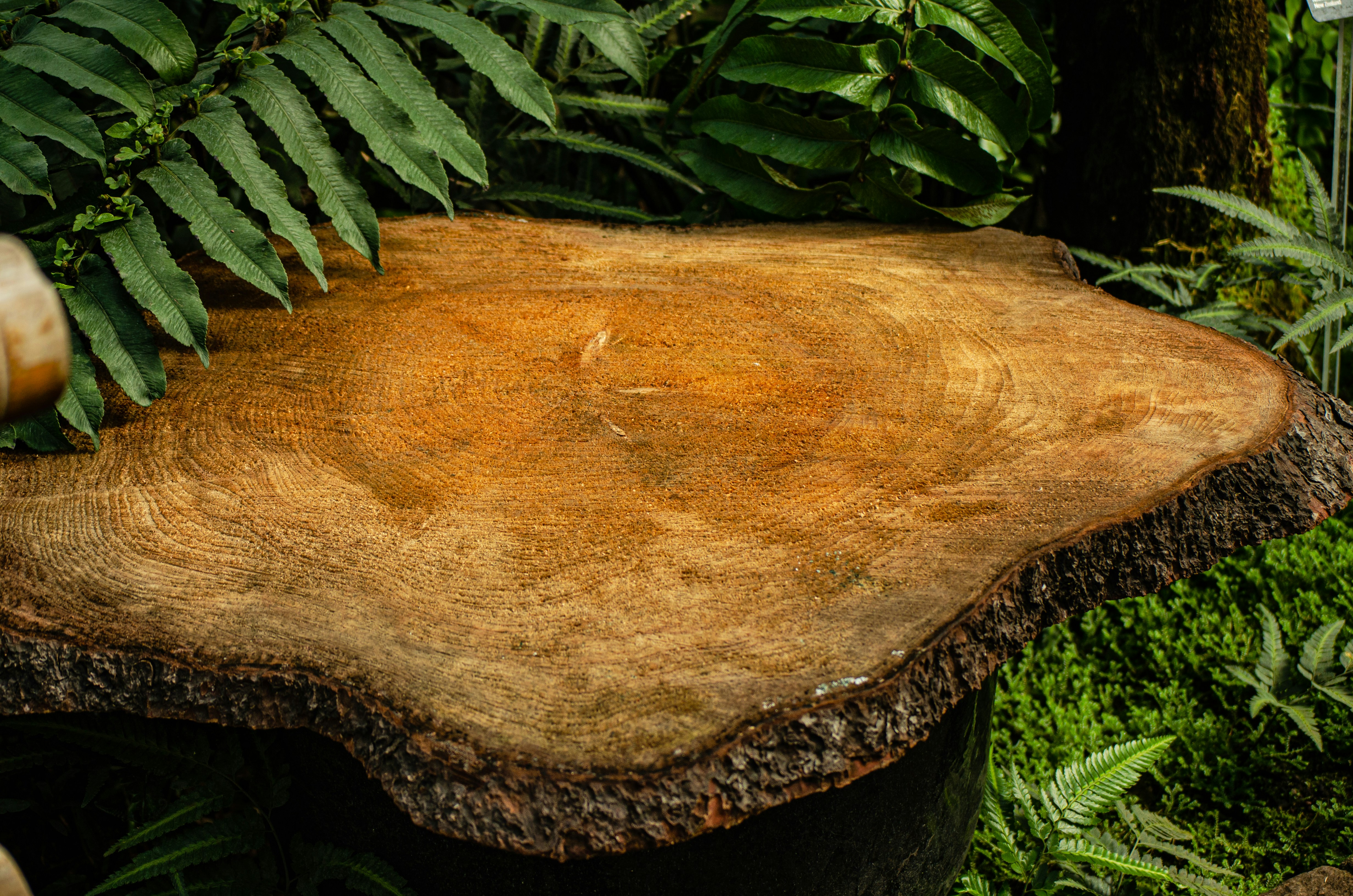 Cross-section of a fallen trunk crowned by lush ferns