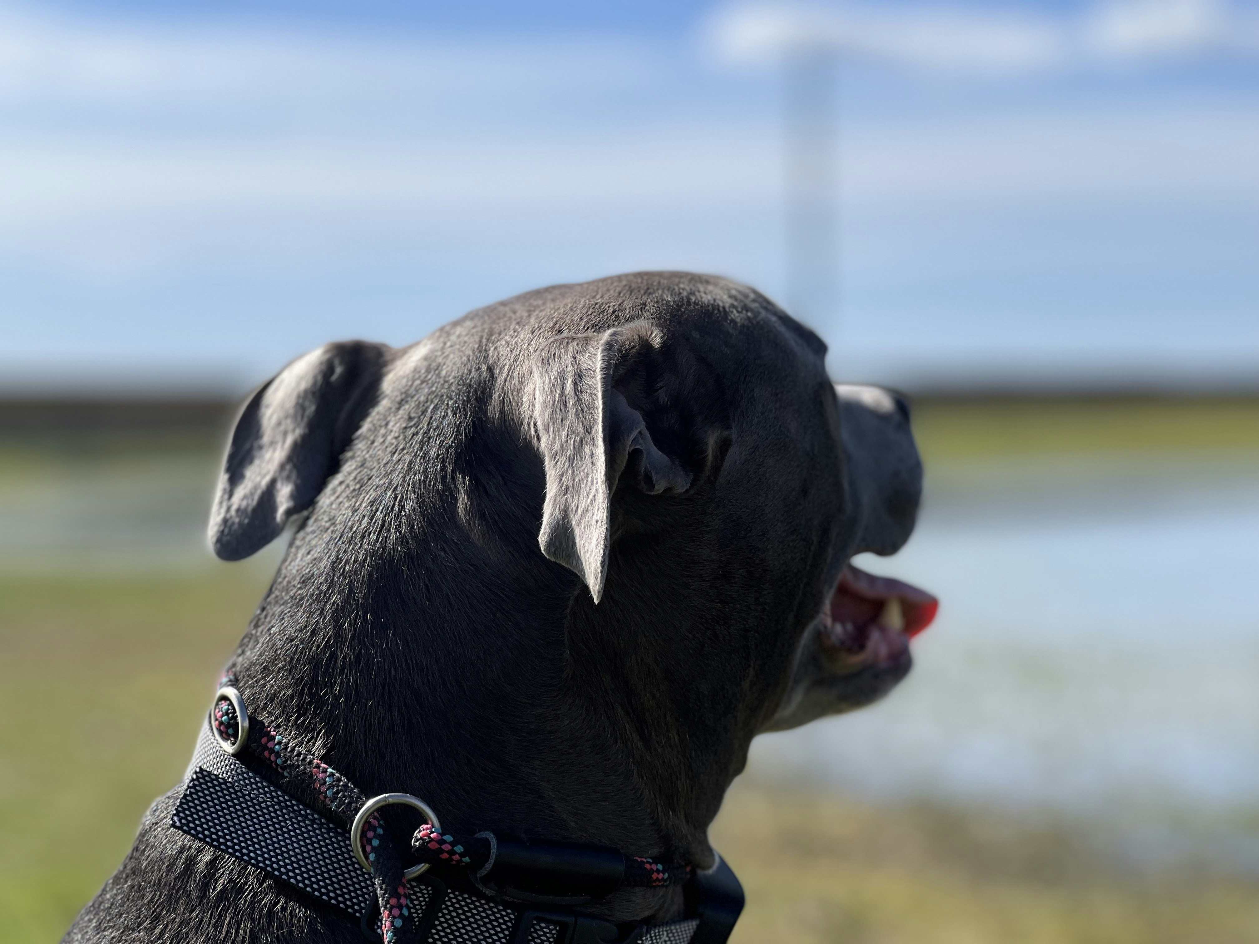 A three legged pit bull enjoying a sunny day.