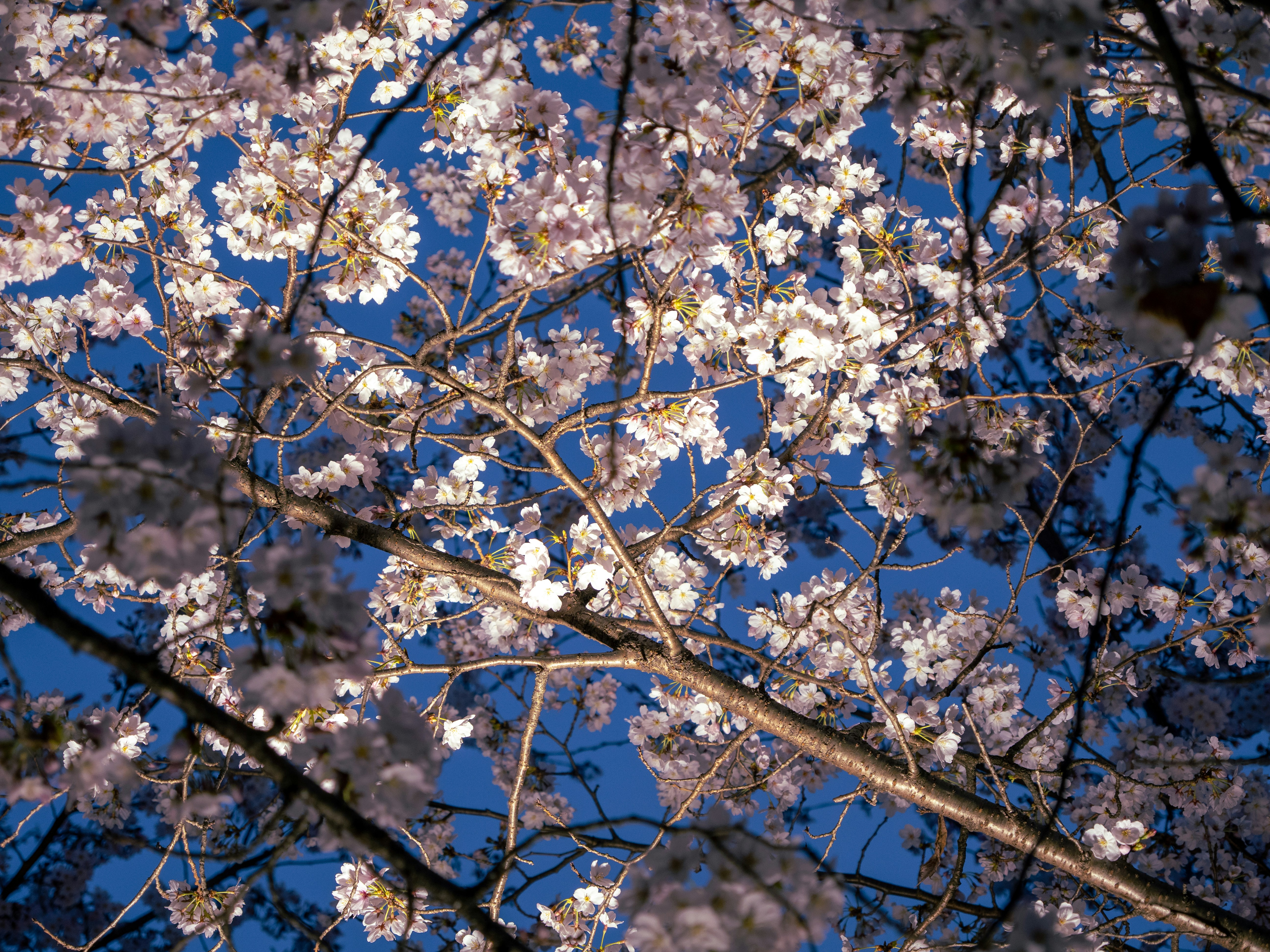 The branches of a cherry blossom tree against a blue sky photo – Free ...