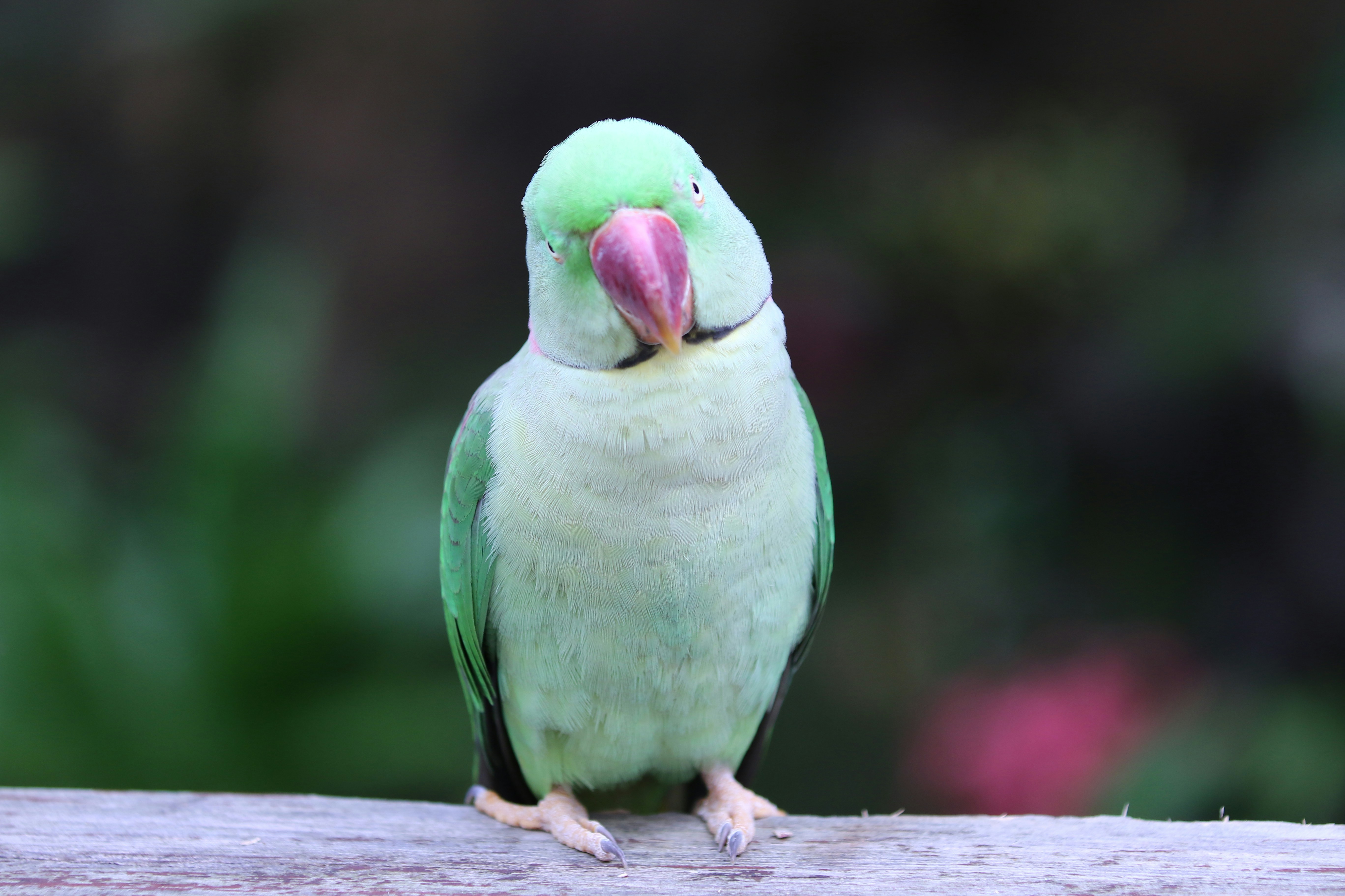 A vibrant green parakeet perched on a wooden railing, gazing intently with a tilted head. The blurred background enhances its vivid colors.