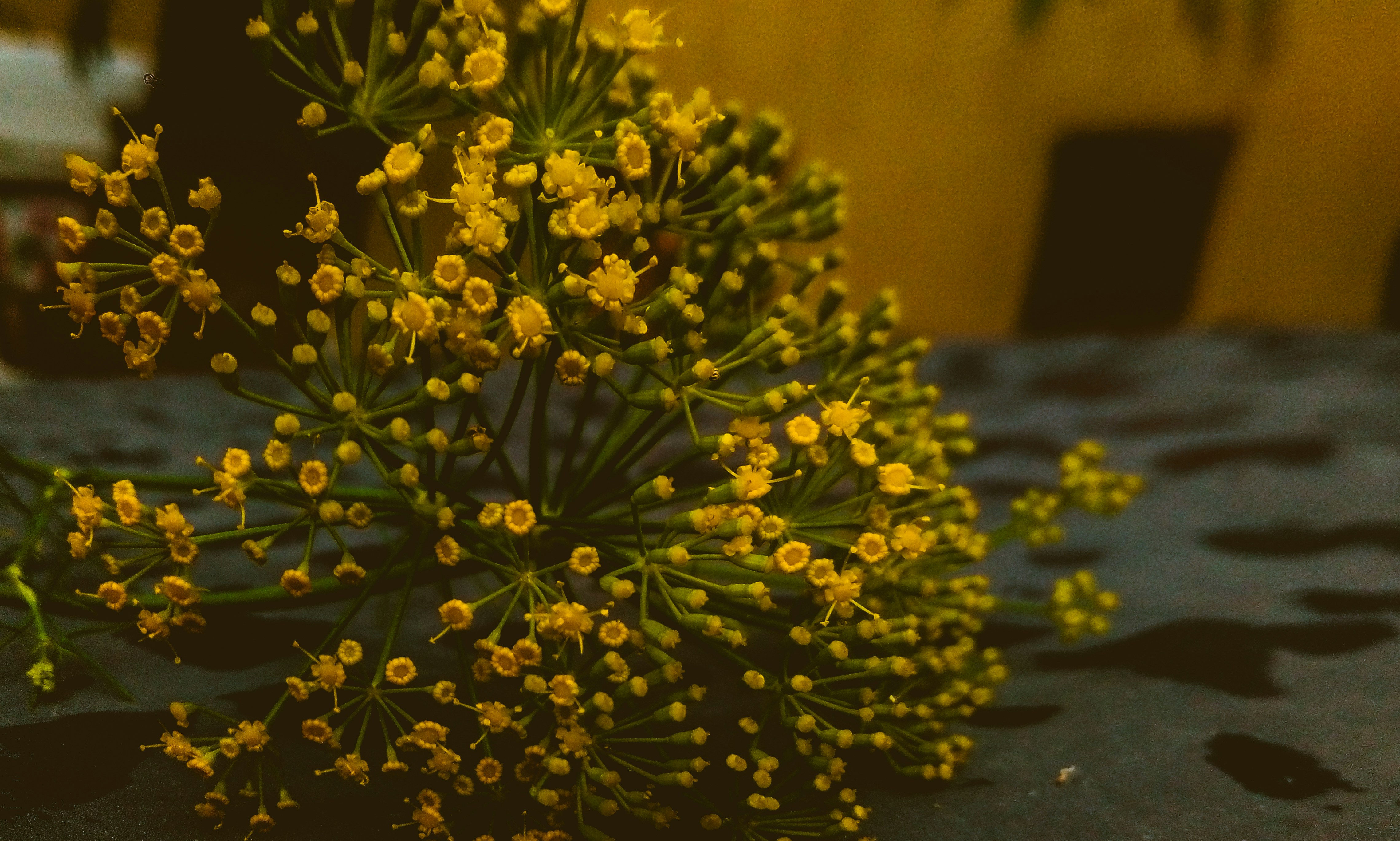 Close-Up of a Yellow Flower Cluster on a Dim, Textured Surface