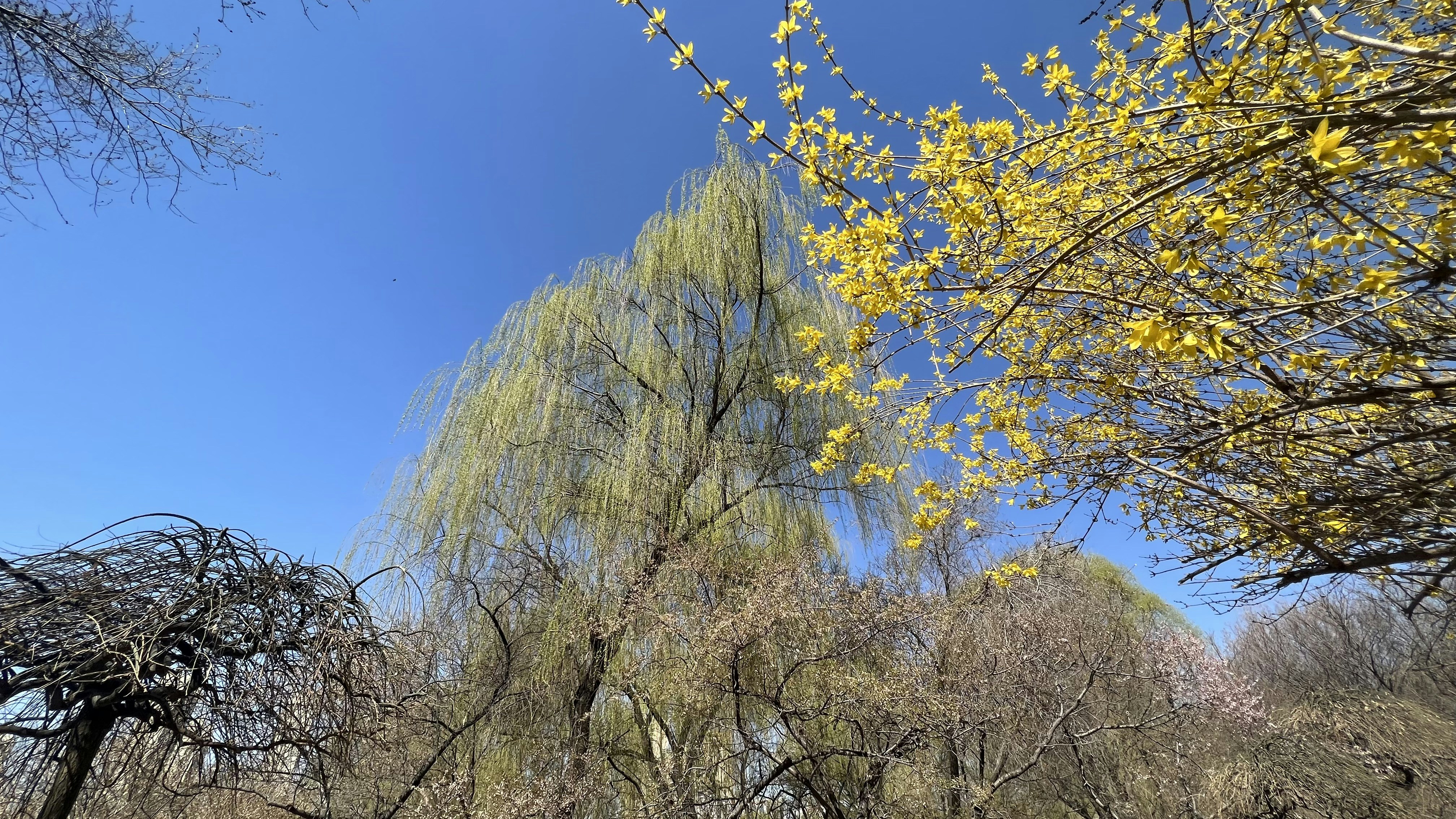 Golden Blossoms Under Azure Skies