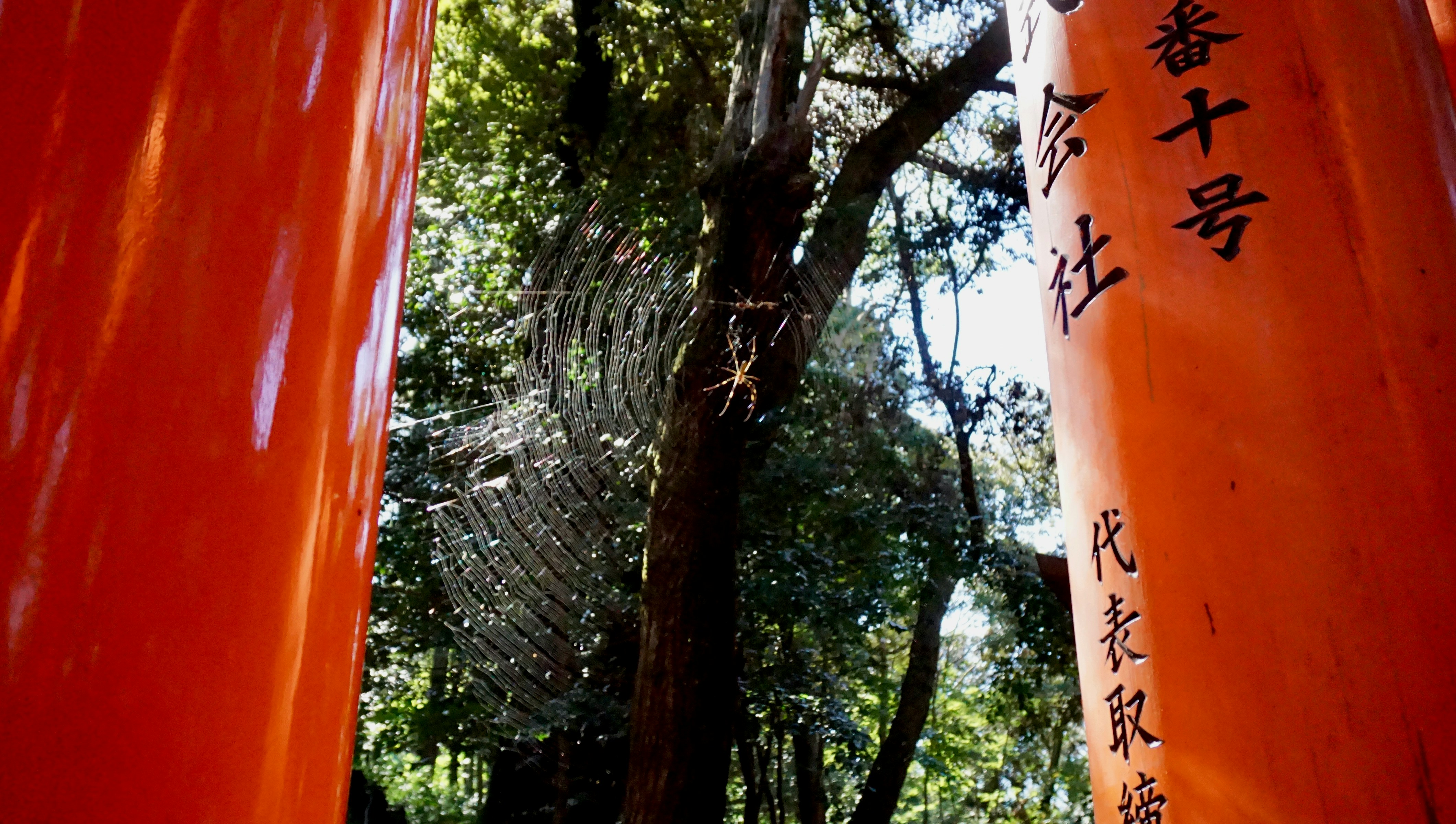 Between Scarlet Columns: A Glimpse of Sacred Ritual amid Forest Light