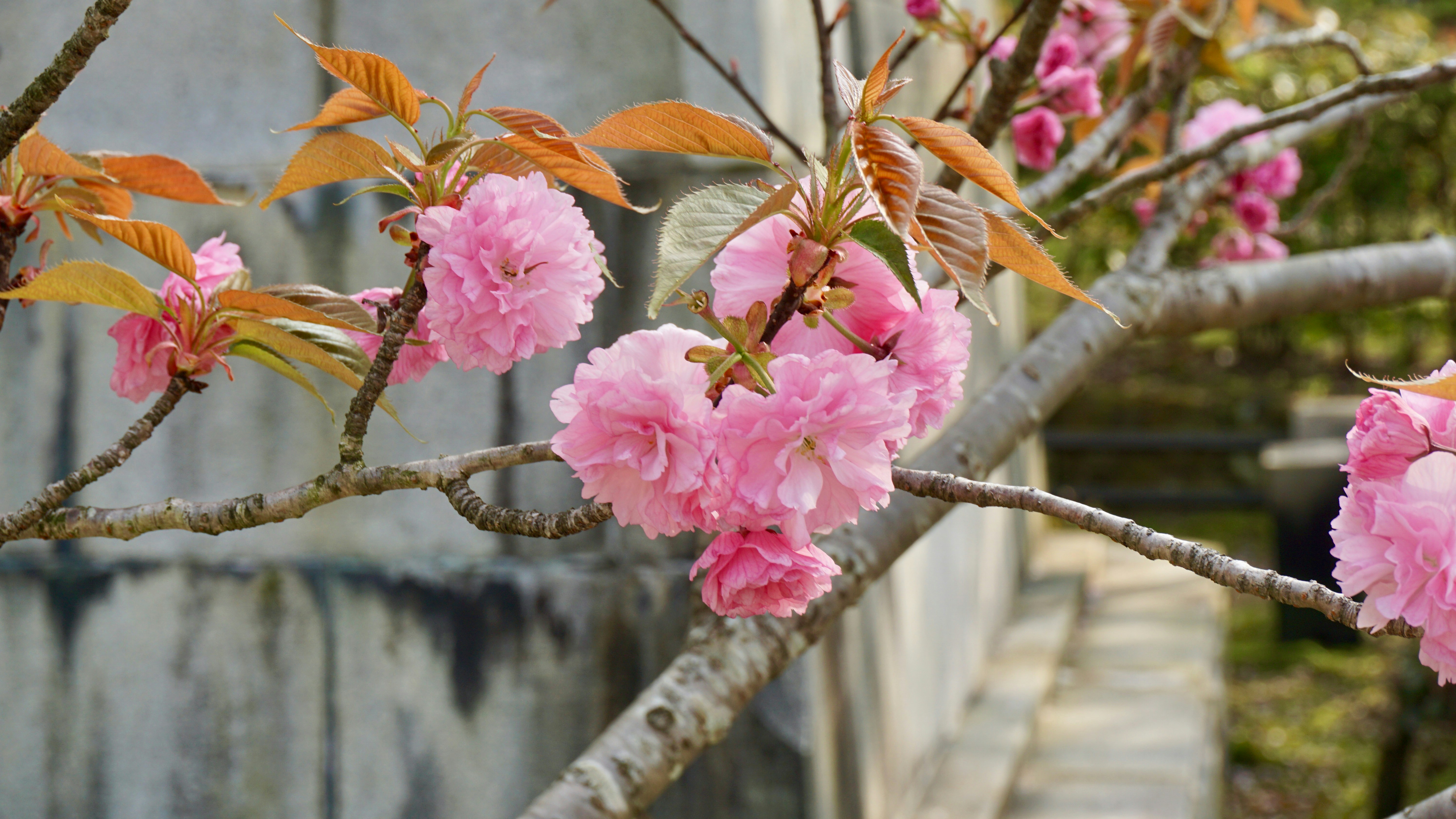 Soft-Petaled Pink: Bloom Chorus on a Weathered Branch