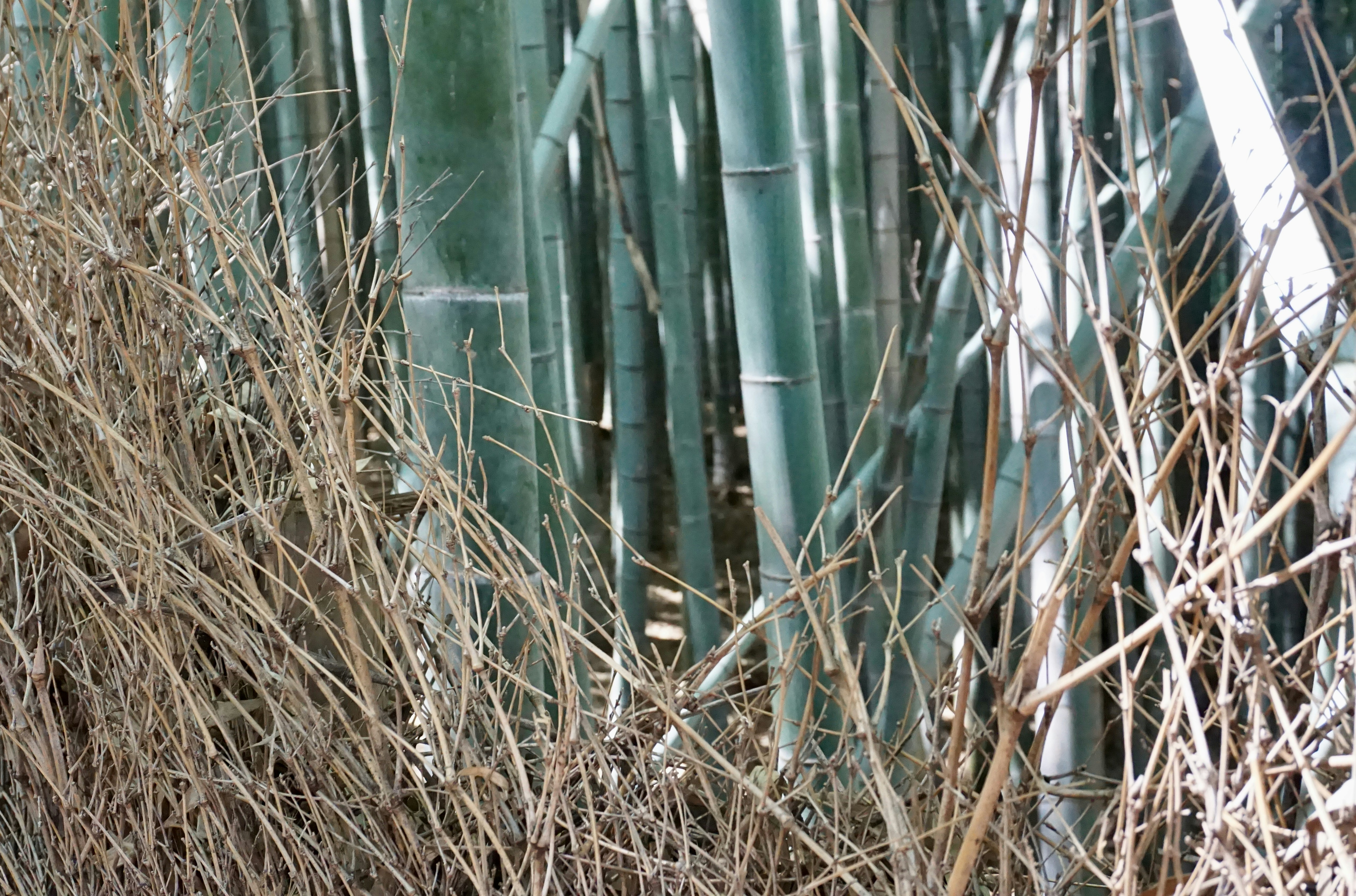Dense green bamboo stalks rise behind a curtain of dry, tangled grasses.