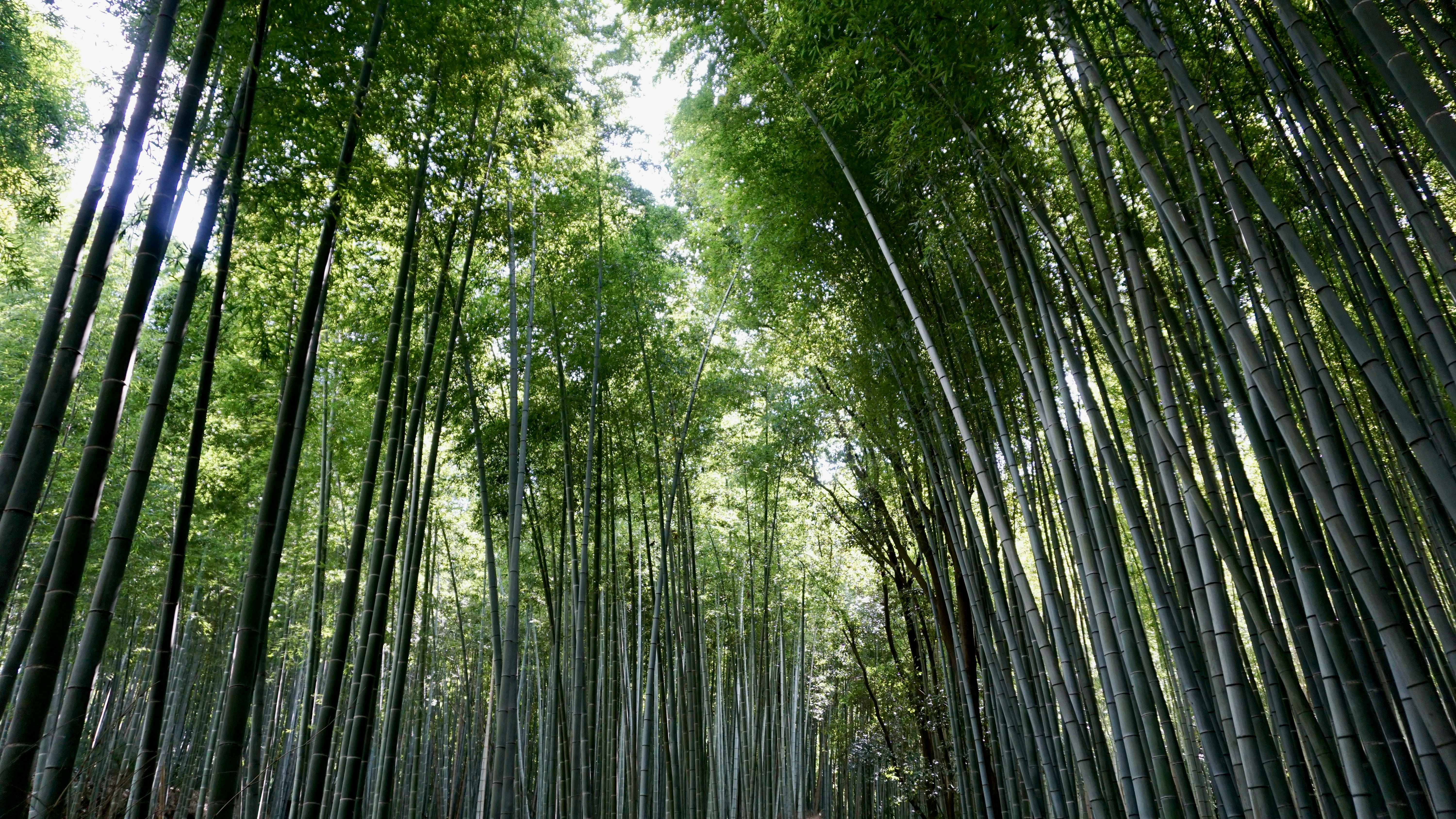 a path through a bamboo forest with lots of tall trees
