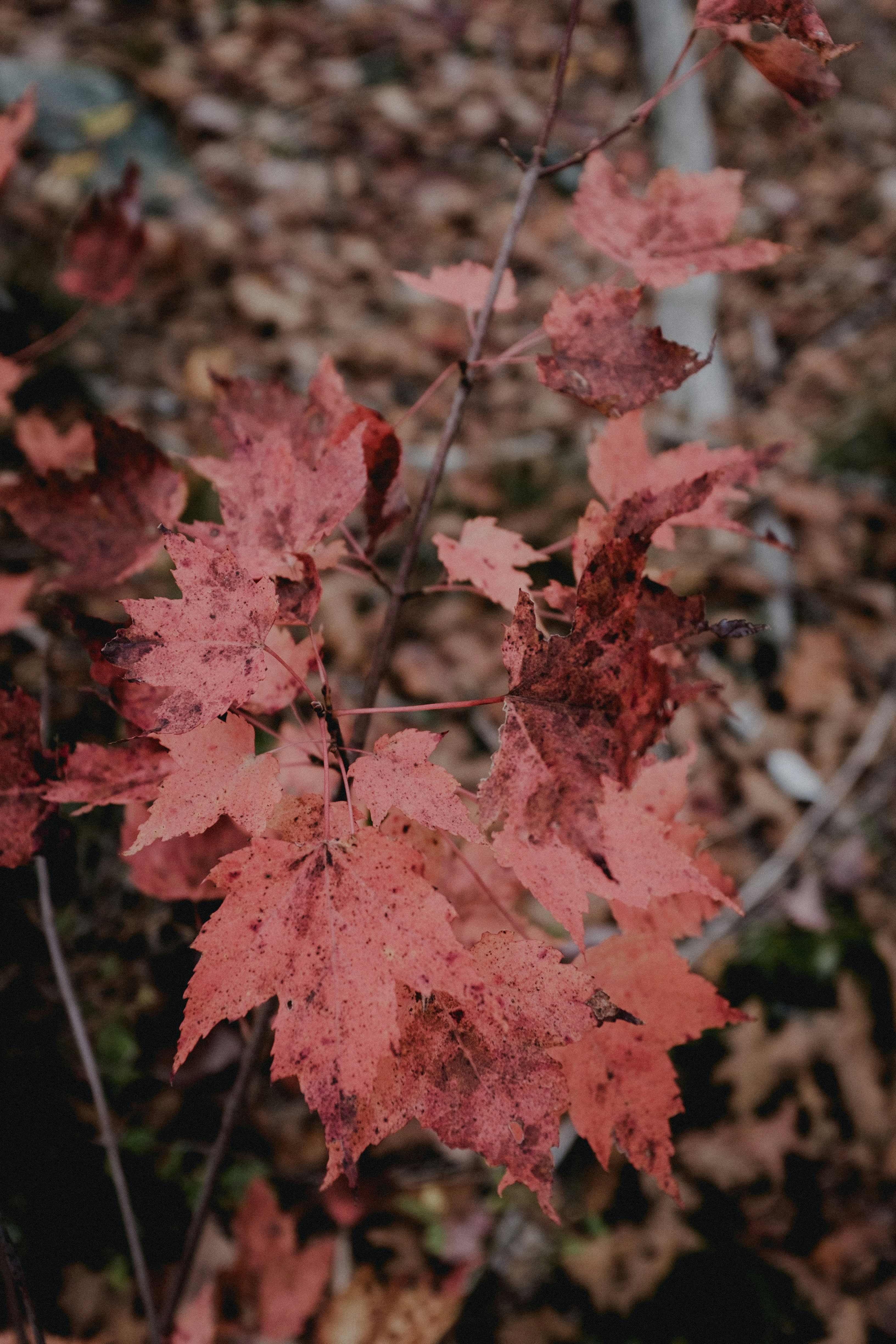A close up of a tree with red leaves photo – Free Sudbury Image on Unsplash