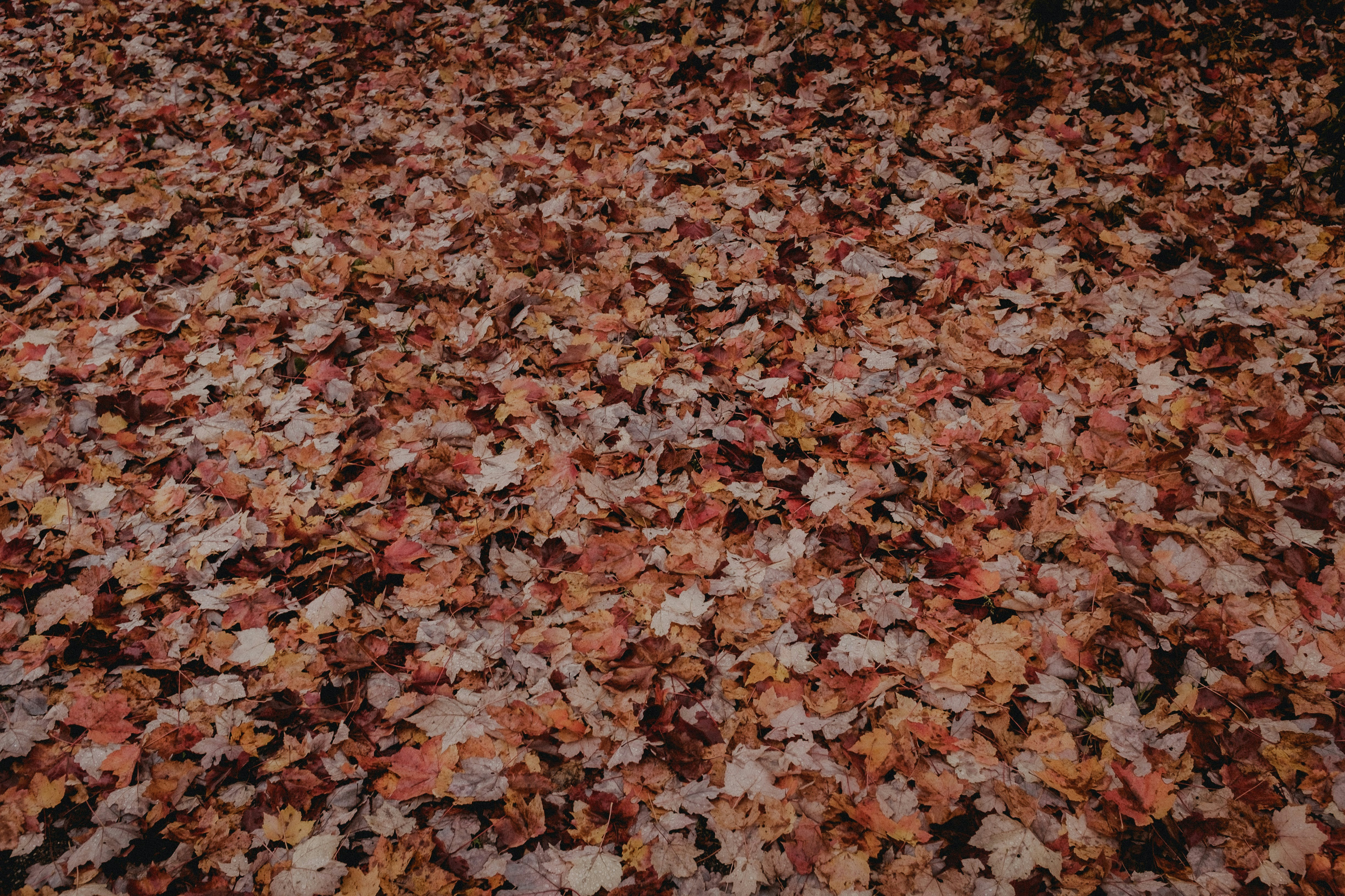 A dense carpet of brown and orange autumn leaves covers the ground.