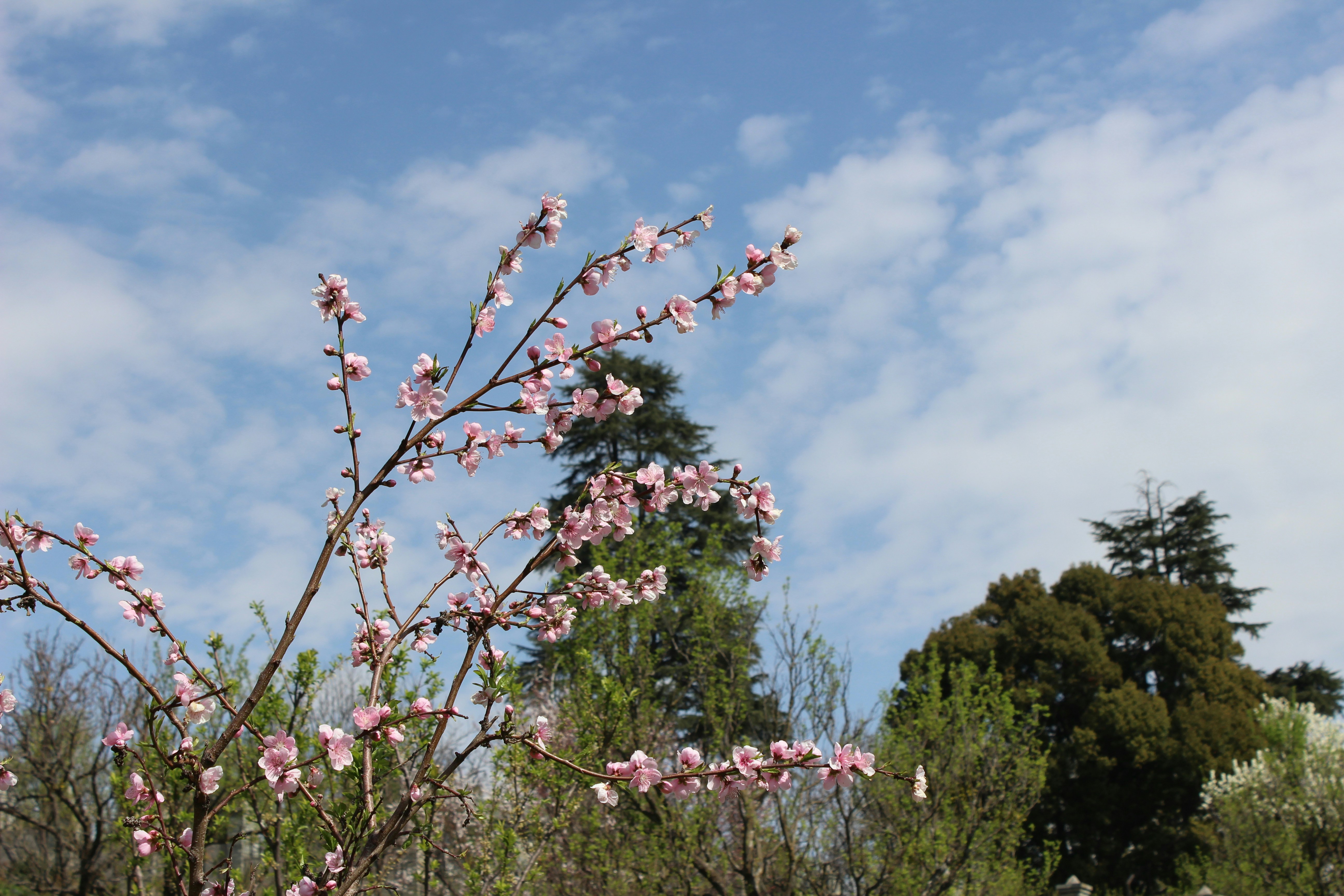 a tree with pink flowers in front of a blue sky