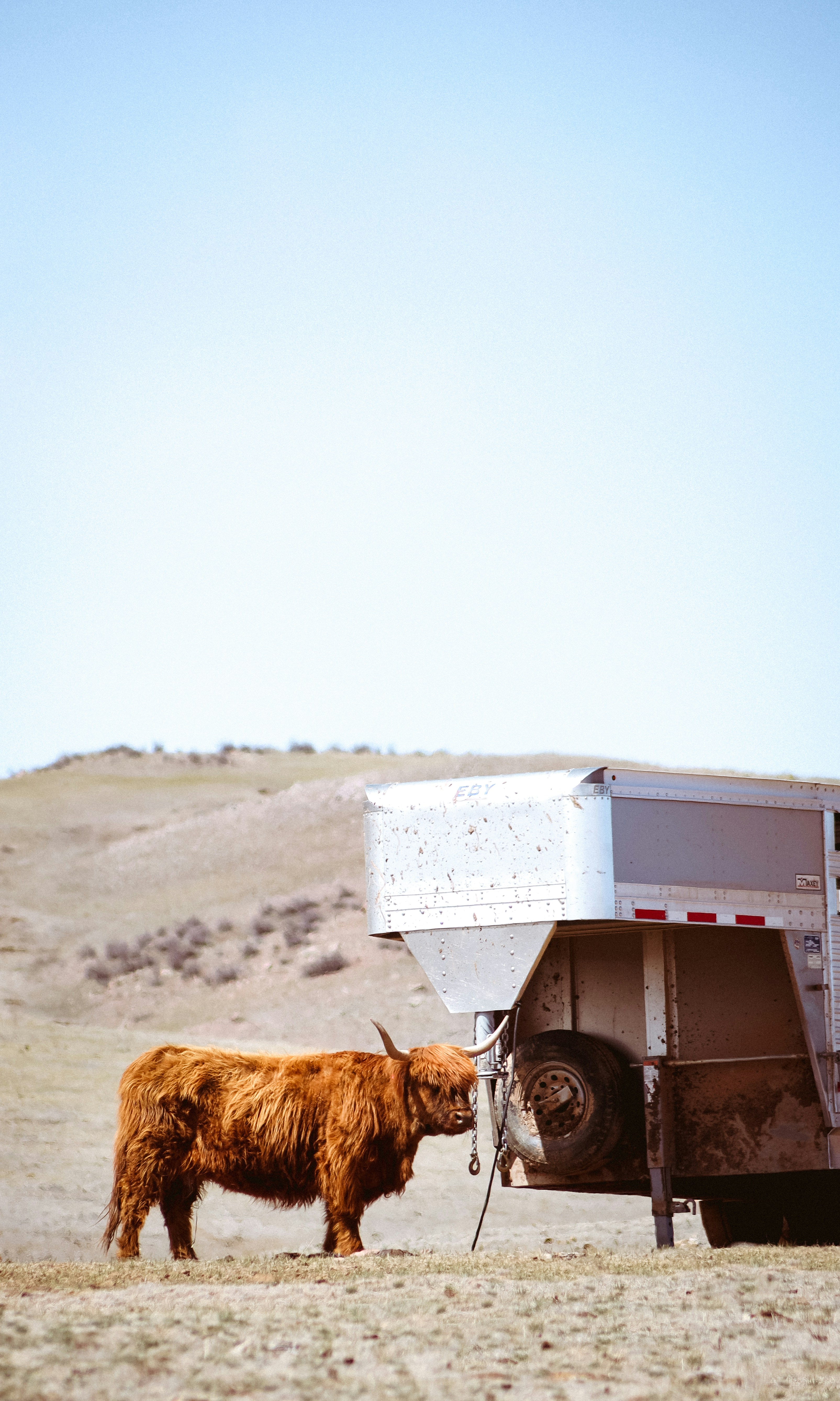 Cow Standing On A Truck