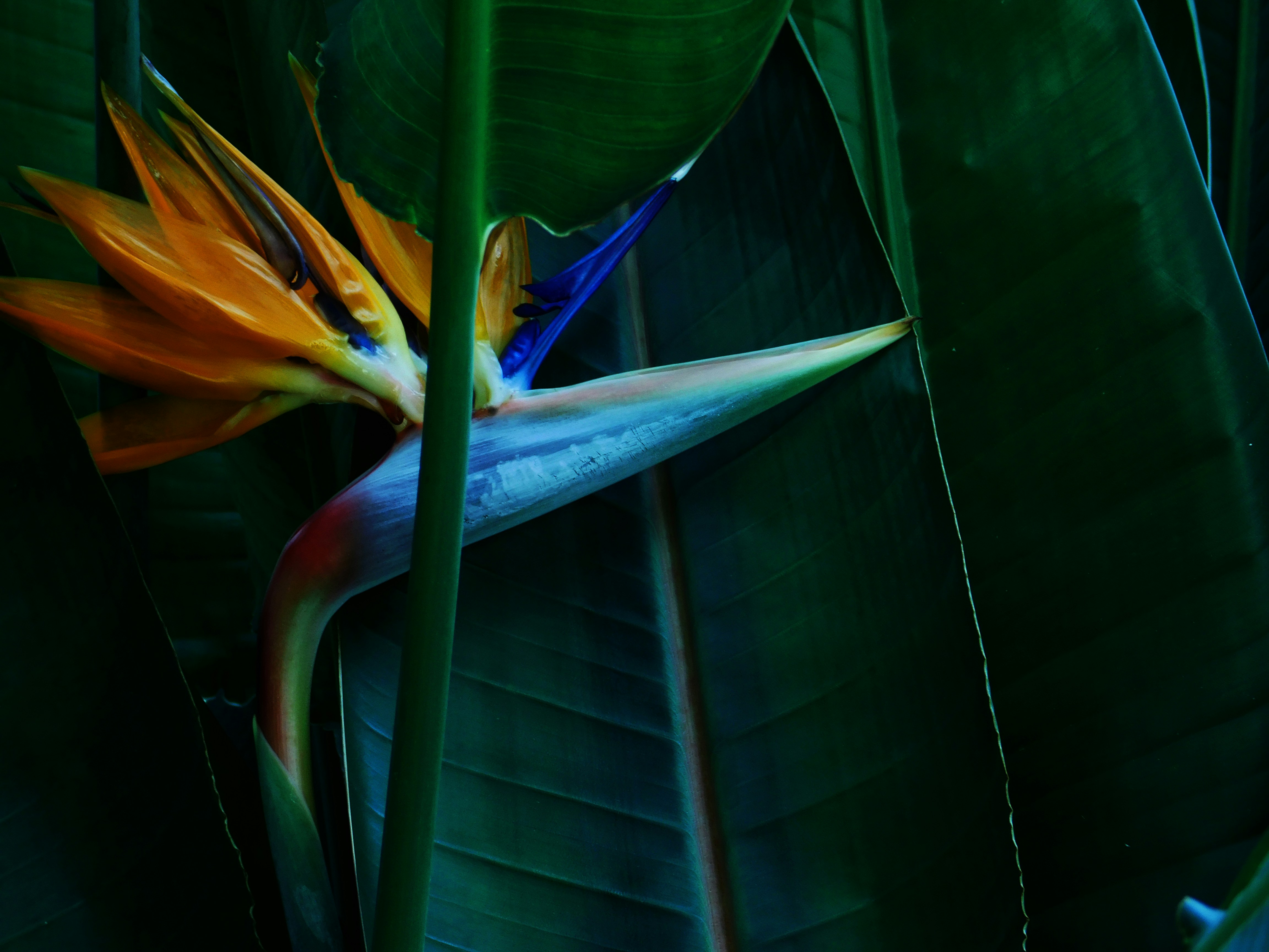Vivid Bird of Paradise Framing Among Deep Green Leaves