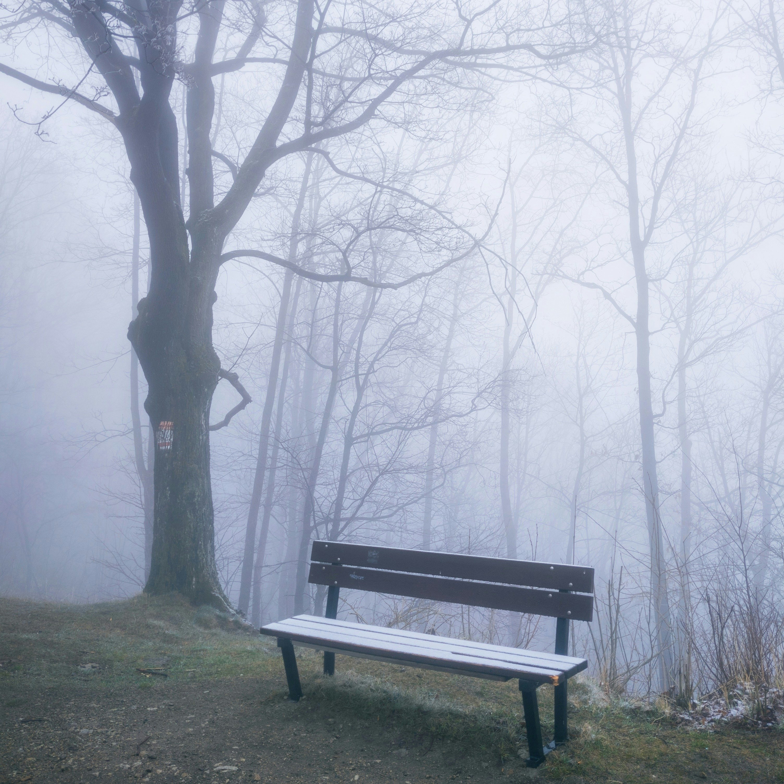 Wooden bench beside a tree in a foggy forest landscape.