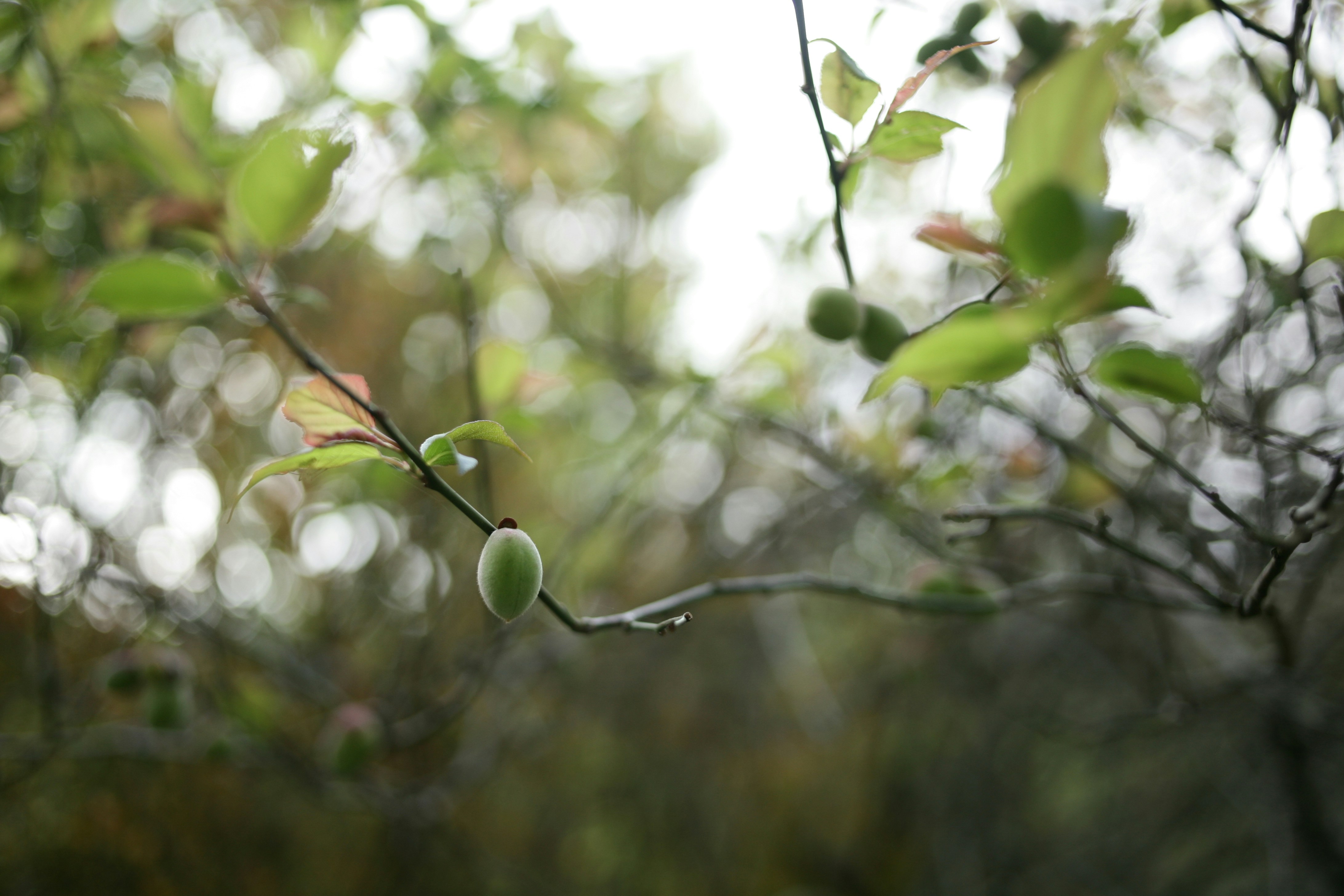 A delicate branch adorned with budding fruit and vibrant leaves, set against a softly blurred background. The scene evokes the quiet beauty of nature's growth.
