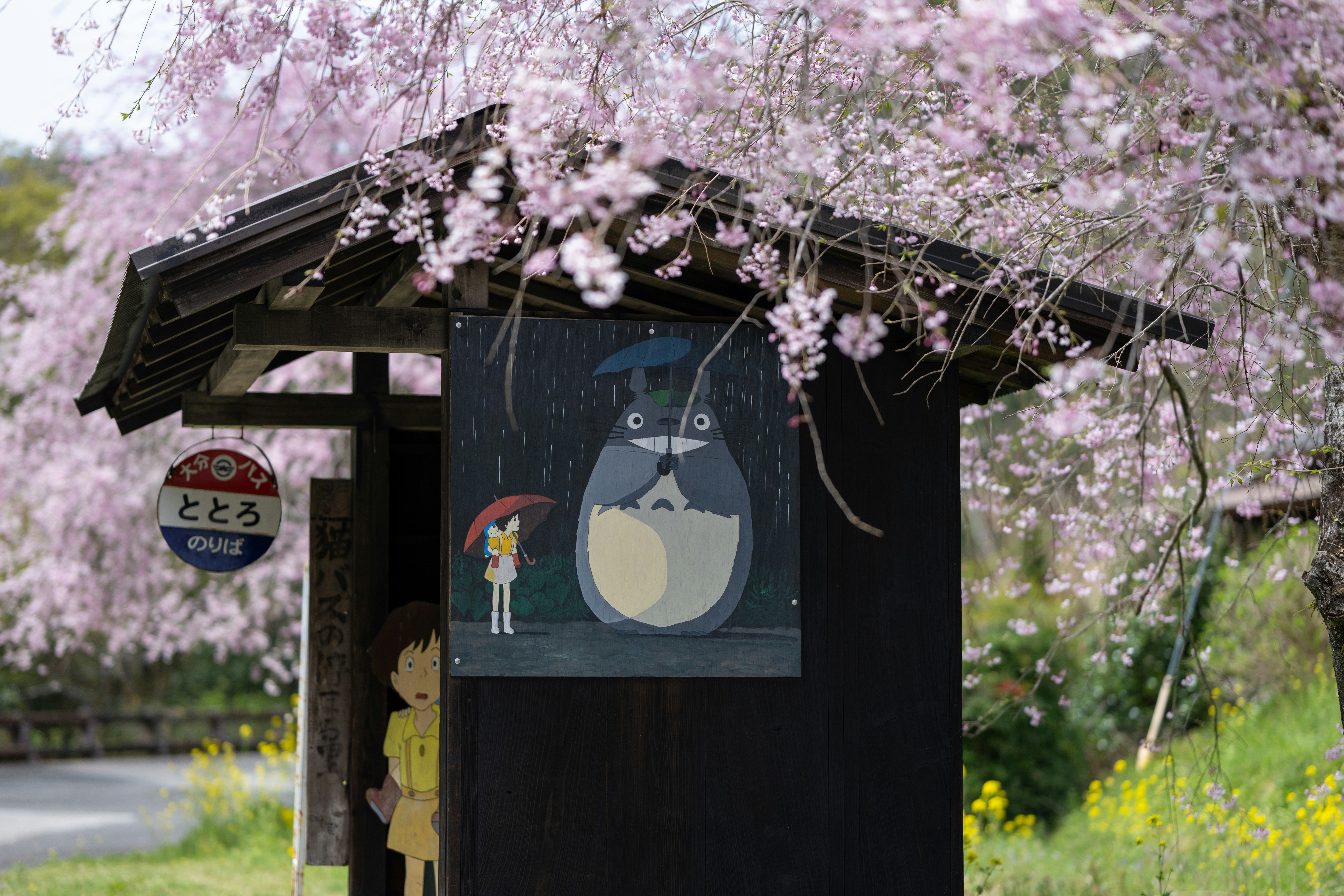 Sakura Rain at the Bus Stop: Totoro on Duty
