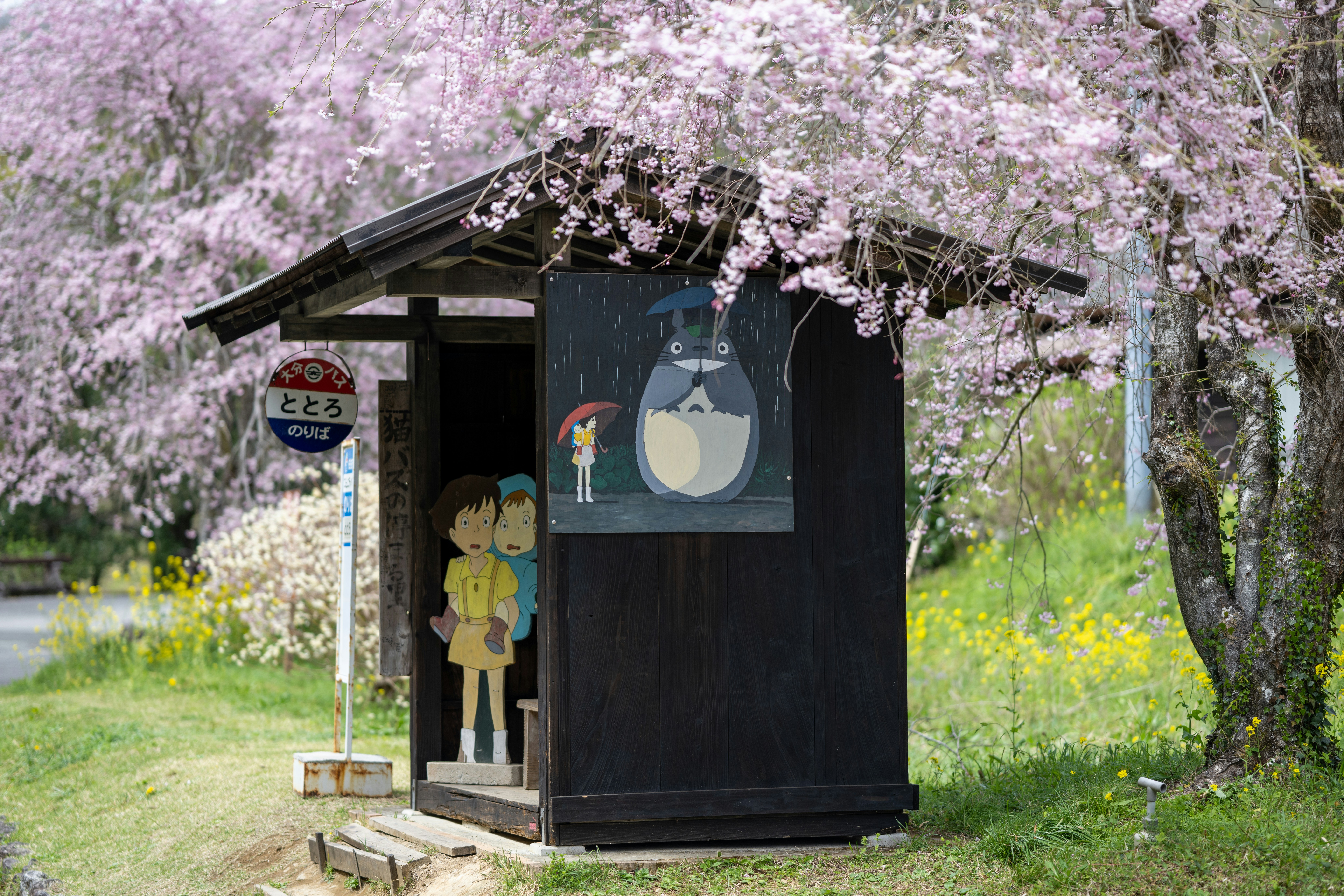 Charming wooden bus shelter adorned with a Totoro illustration, surrounded by blooming cherry blossom trees and vibrant greenery.