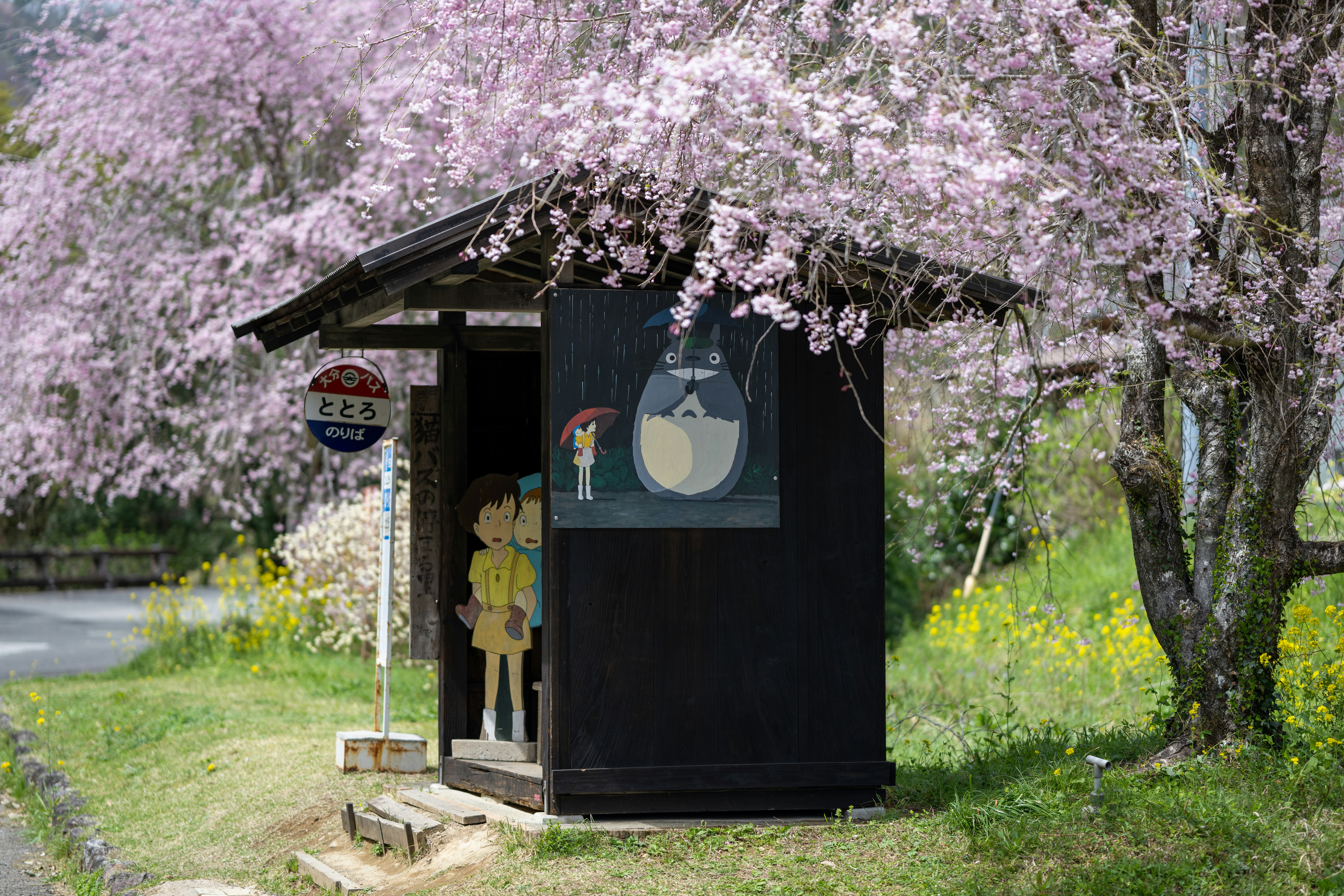 A quaint bus stop adorned with a Totoro illustration, surrounded by blooming cherry trees and vibrant greenery.