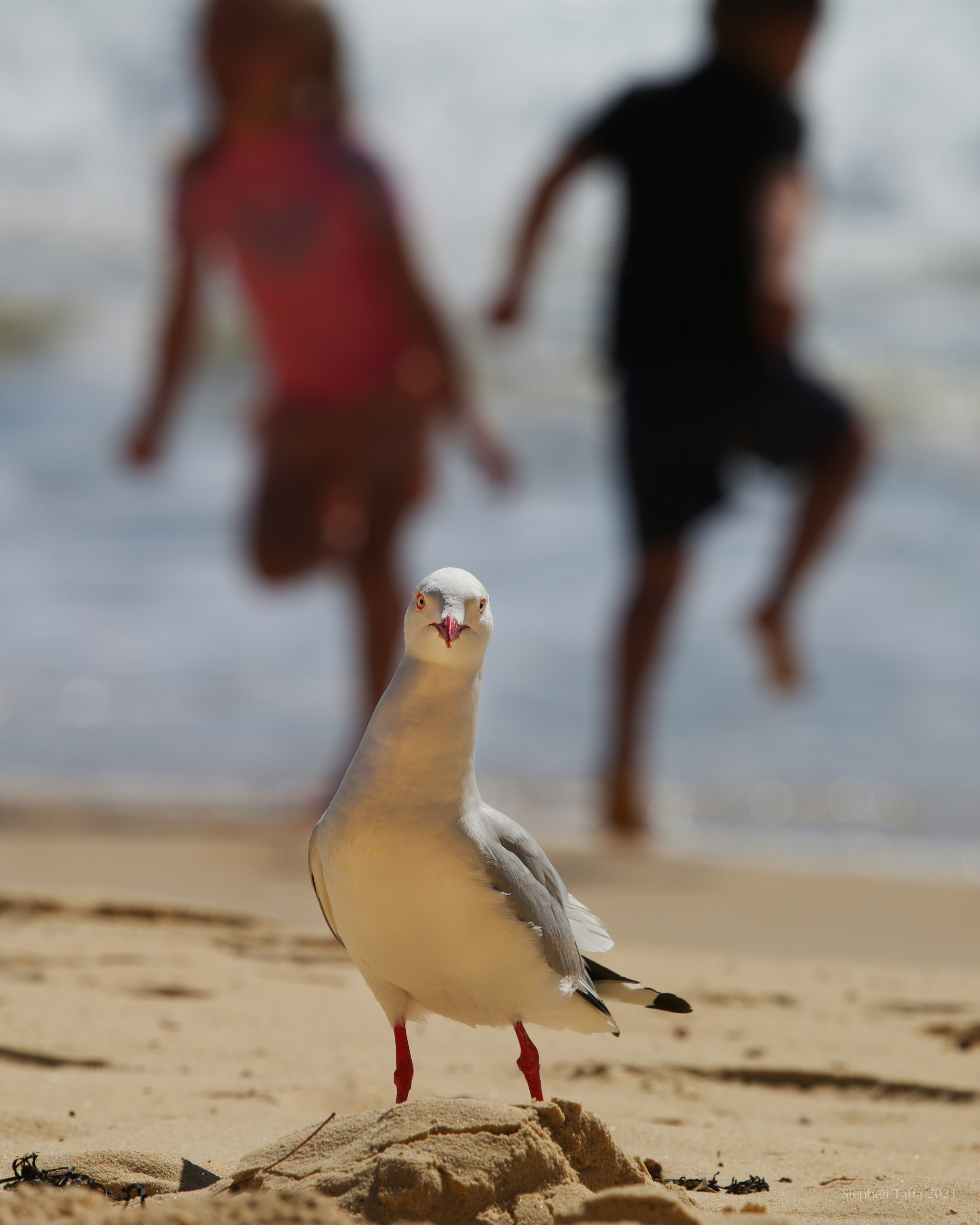 Seagull standing on sandy beach with blurred children playing in the background. Waves crash gently behind them.