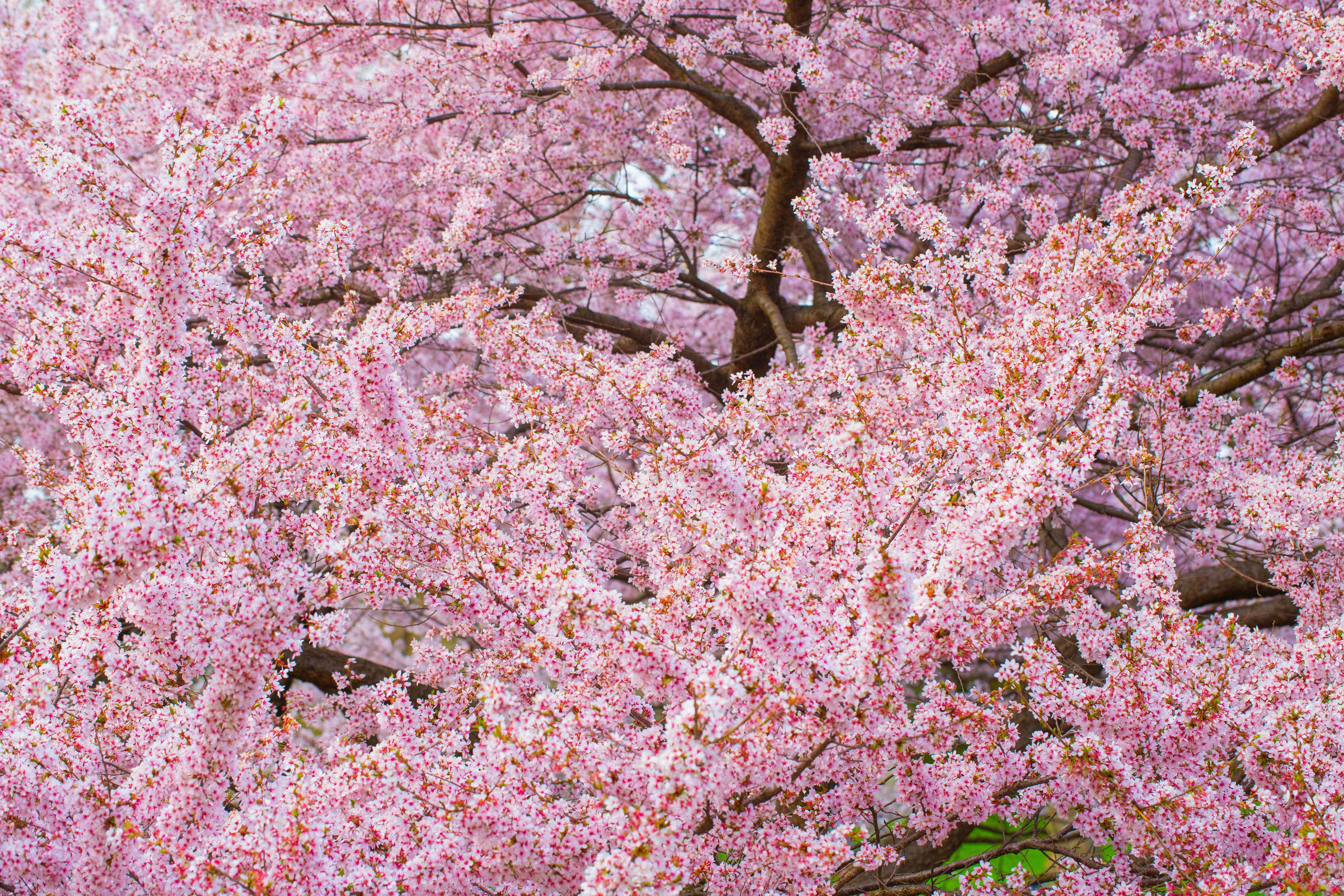 a large tree with lots of pink flowers